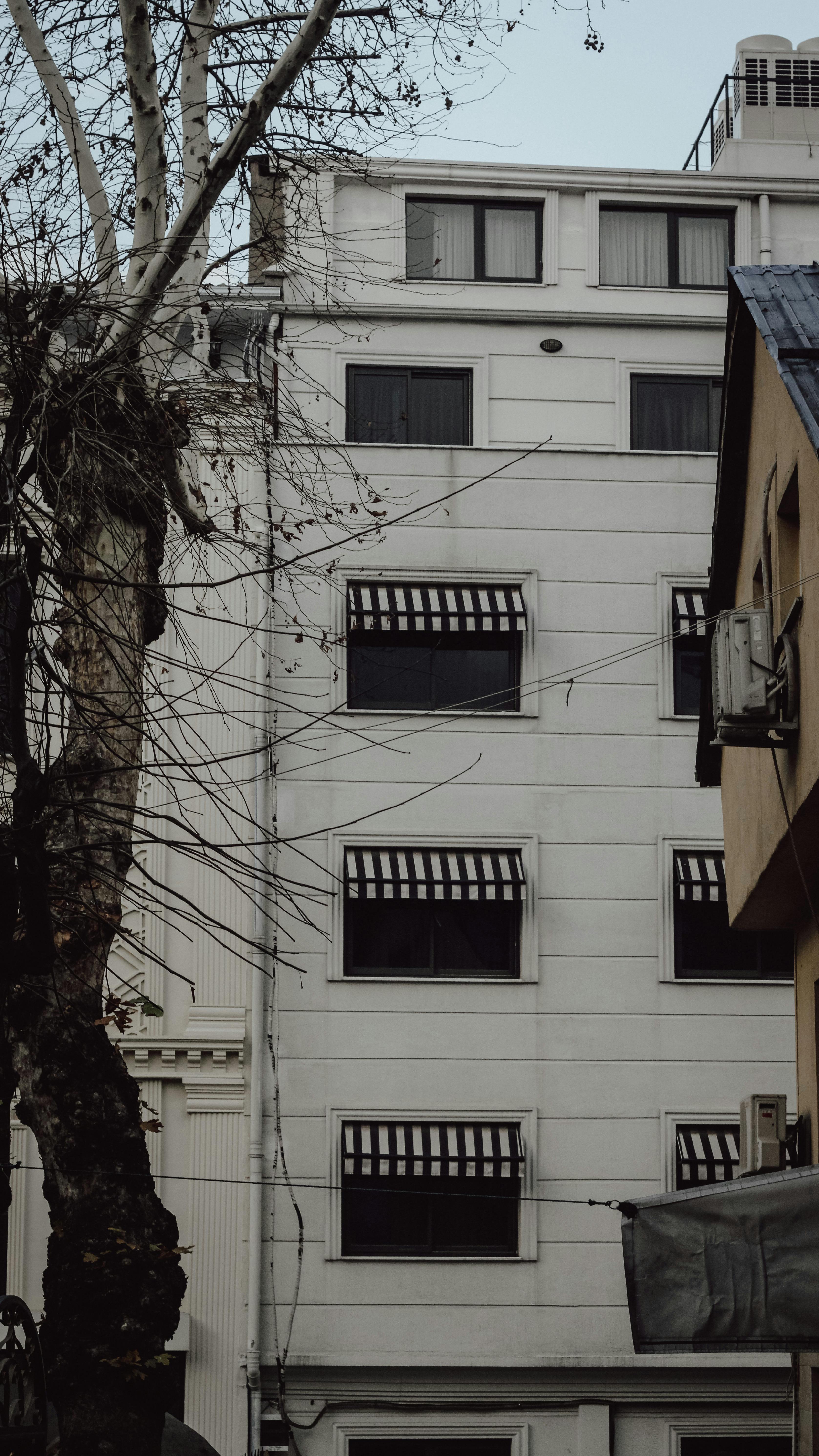 Tree near Building · Free Stock Photo