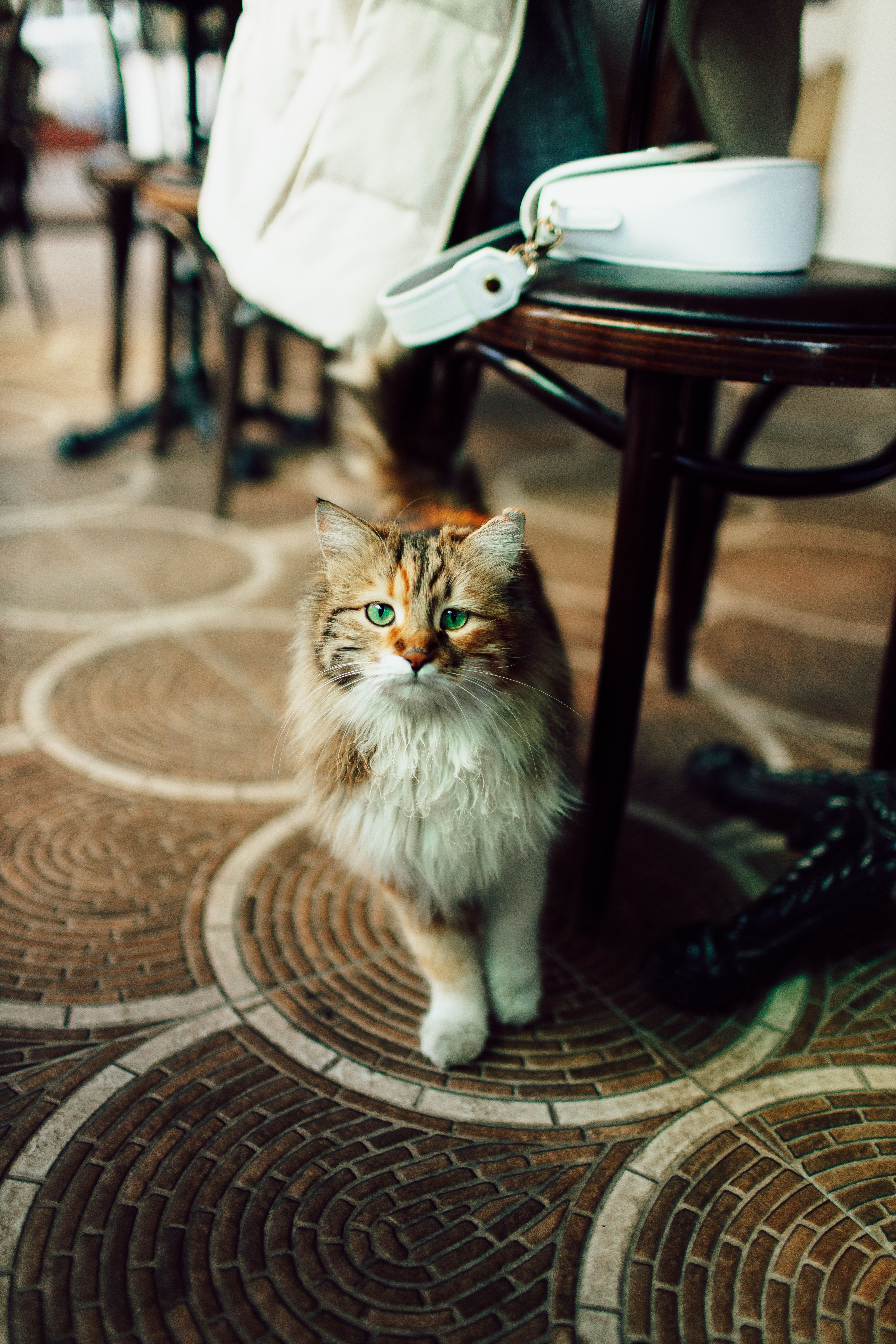 Cute Cat Sitting Near Wooden Chair · Free Stock Photo