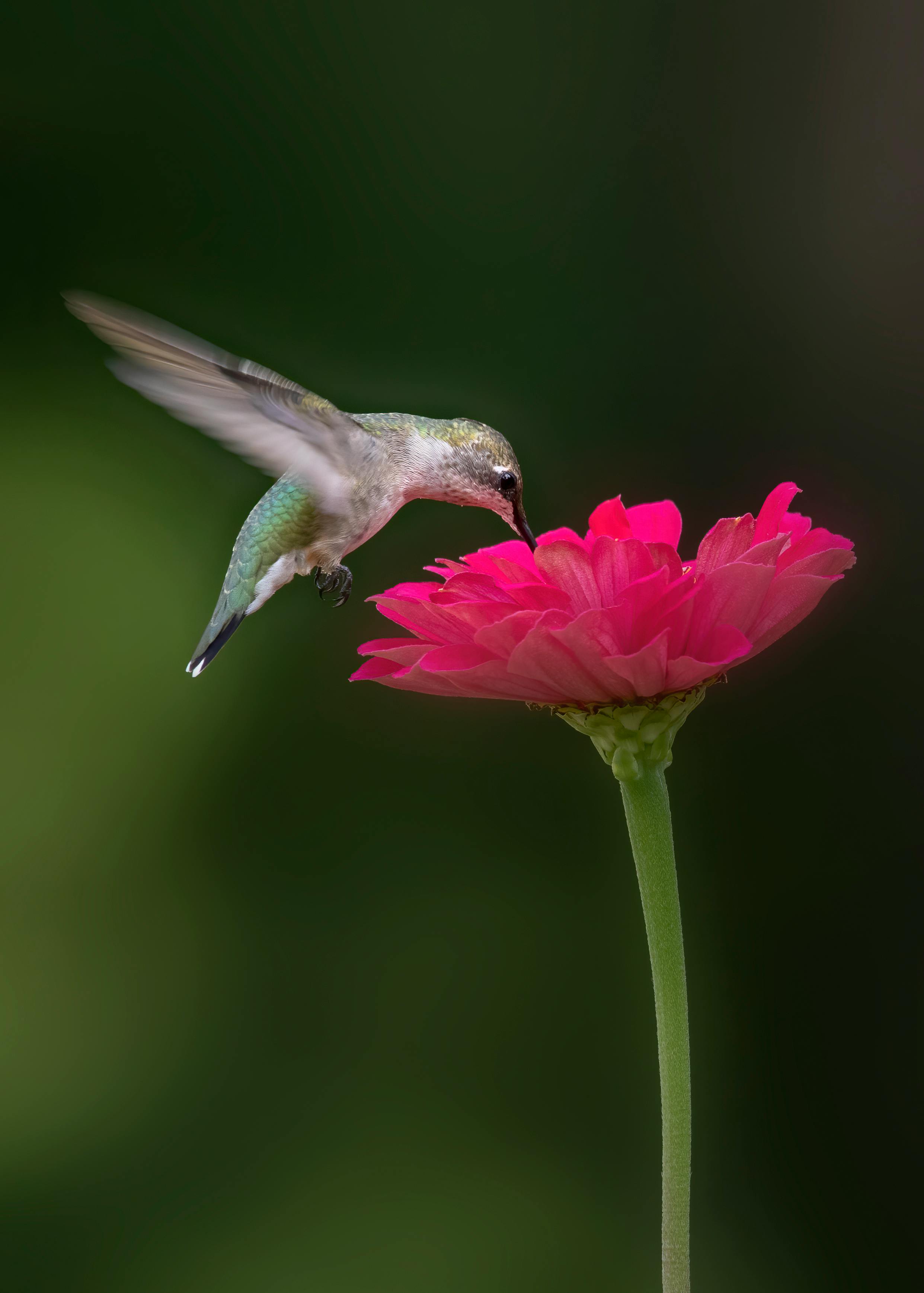 Anime Backyard Rain Photos, Download The BEST Free Anime Backyard Rain ...