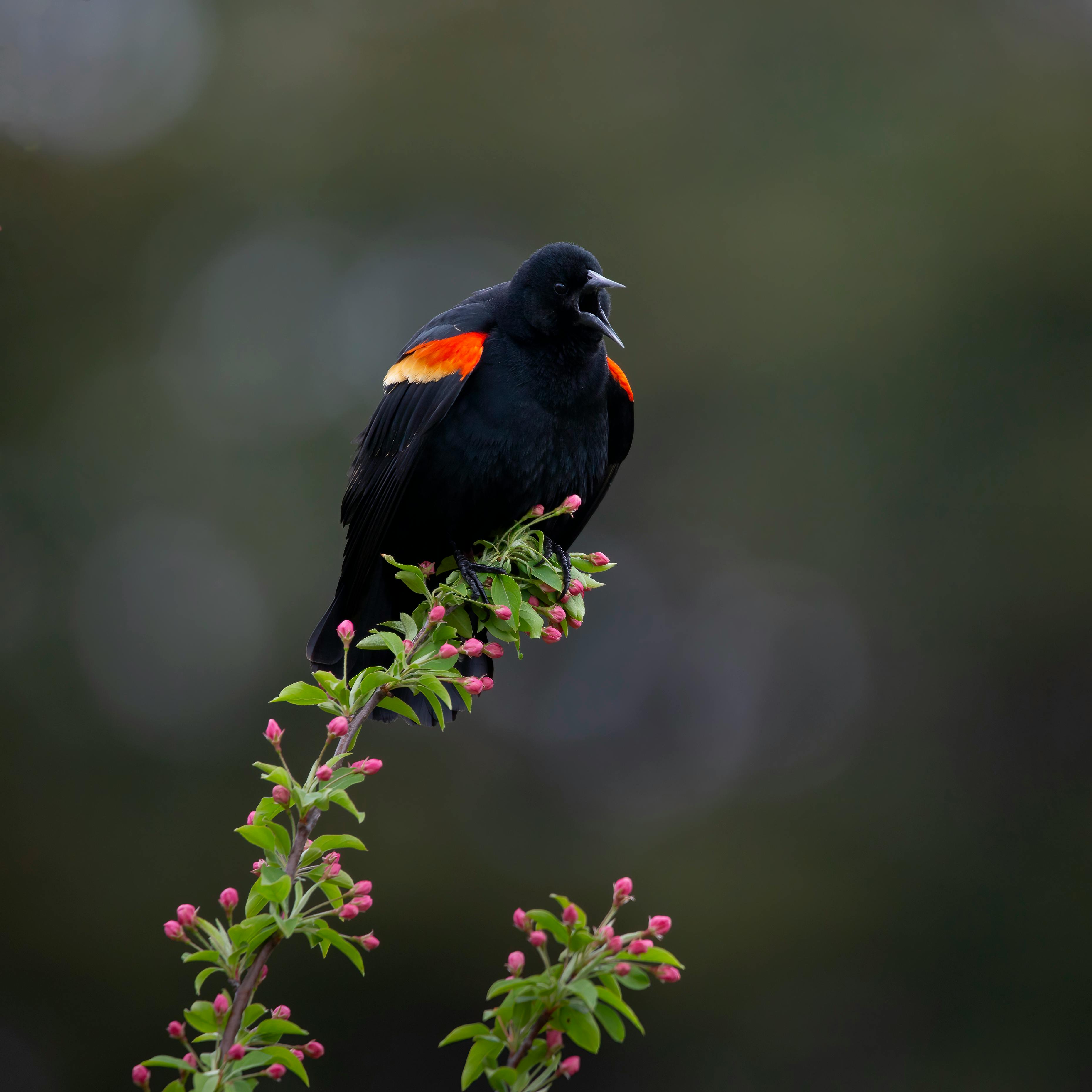 Close-up of a Head of a Bird · Free Stock Photo