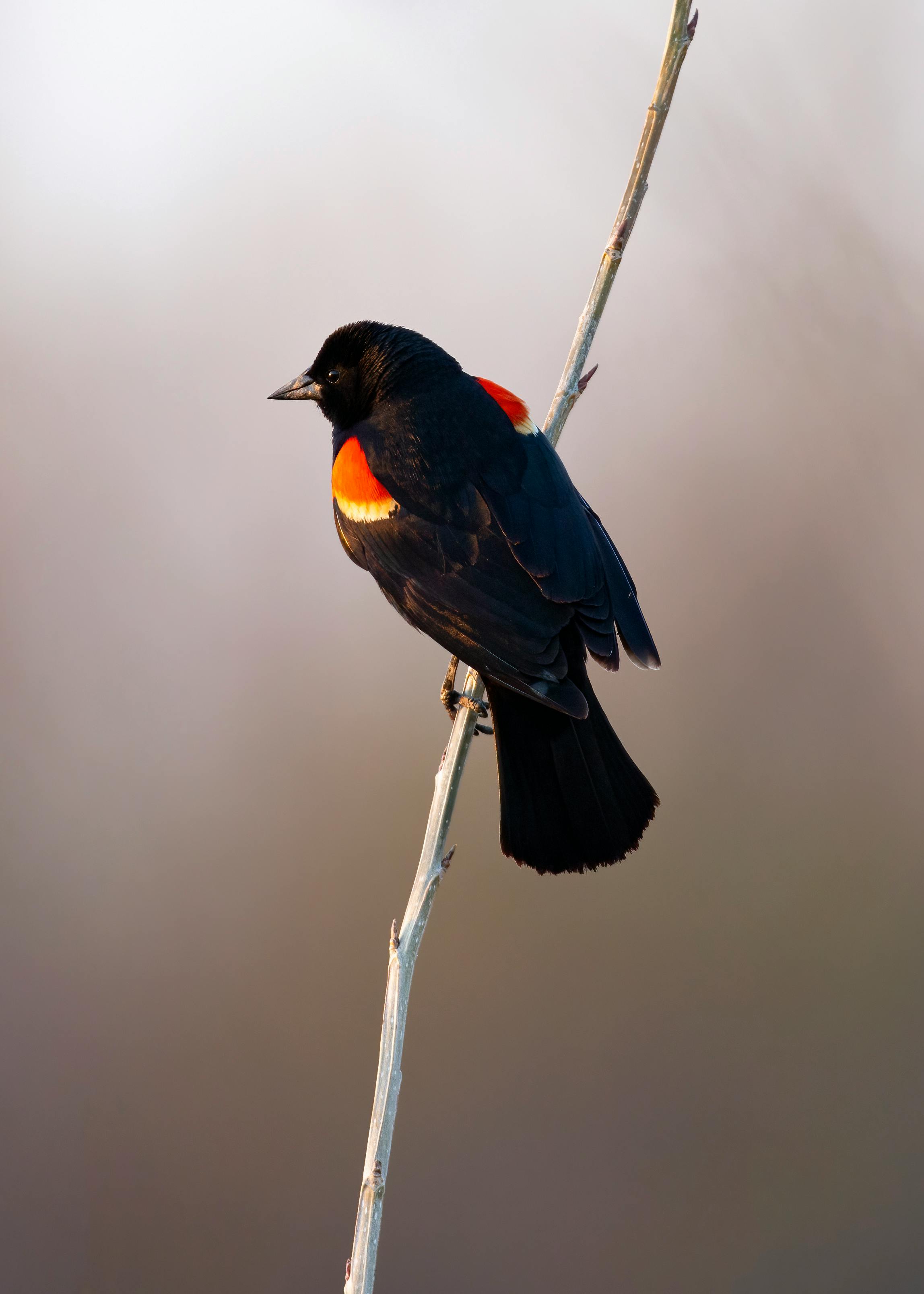 Close-Up Shot of a Red-Winged Blackbird · Free Stock Photo