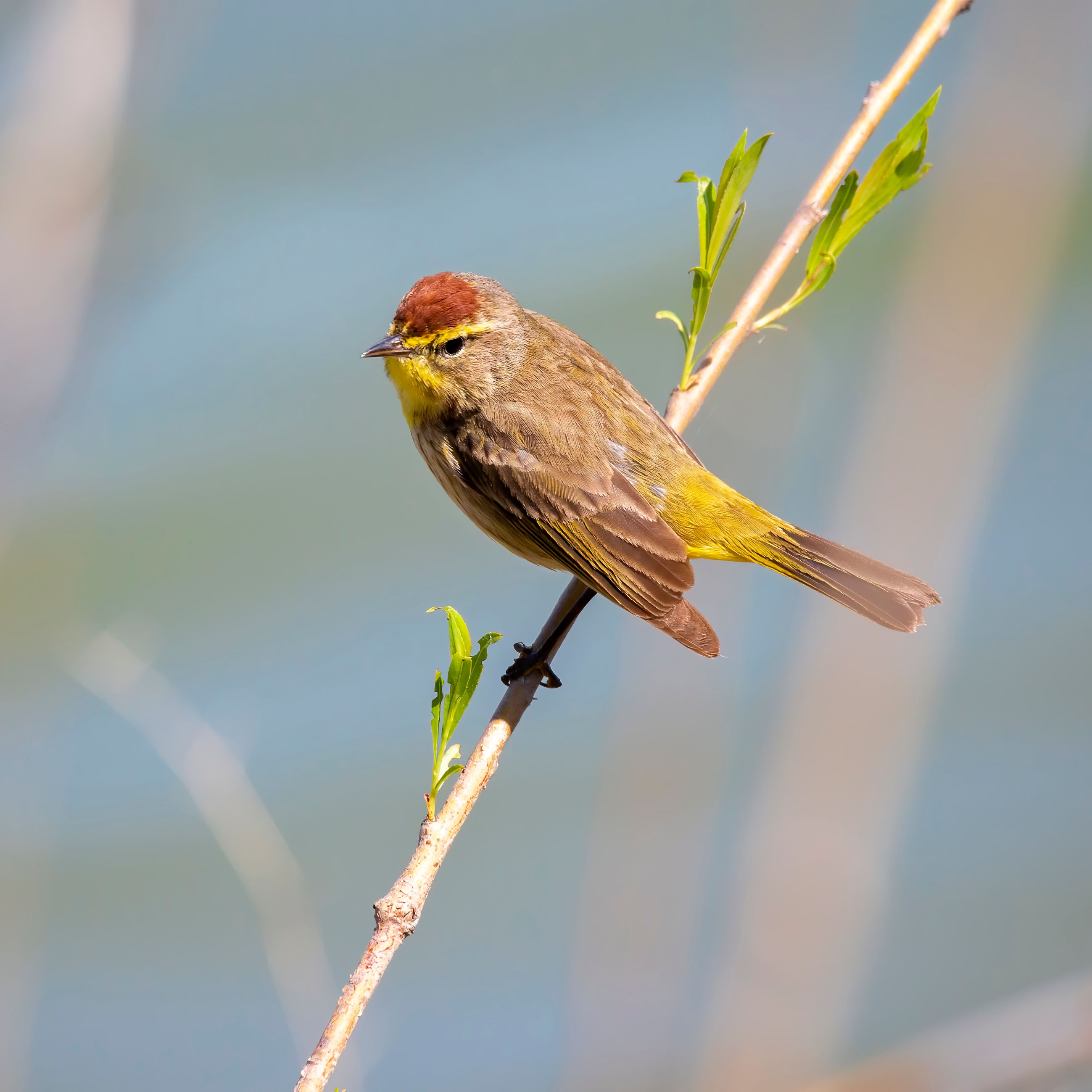 Close-Up Photo of Songbird · Free Stock Photo