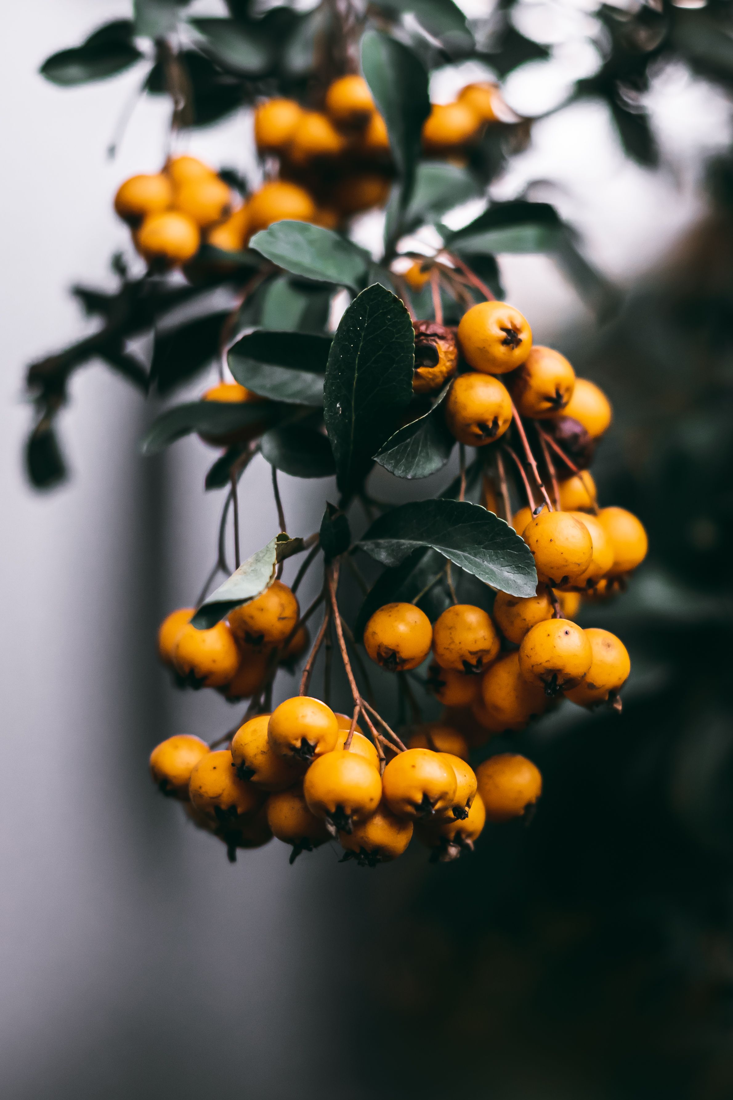 Moody yellow berry shot in macro · Free Stock Photo