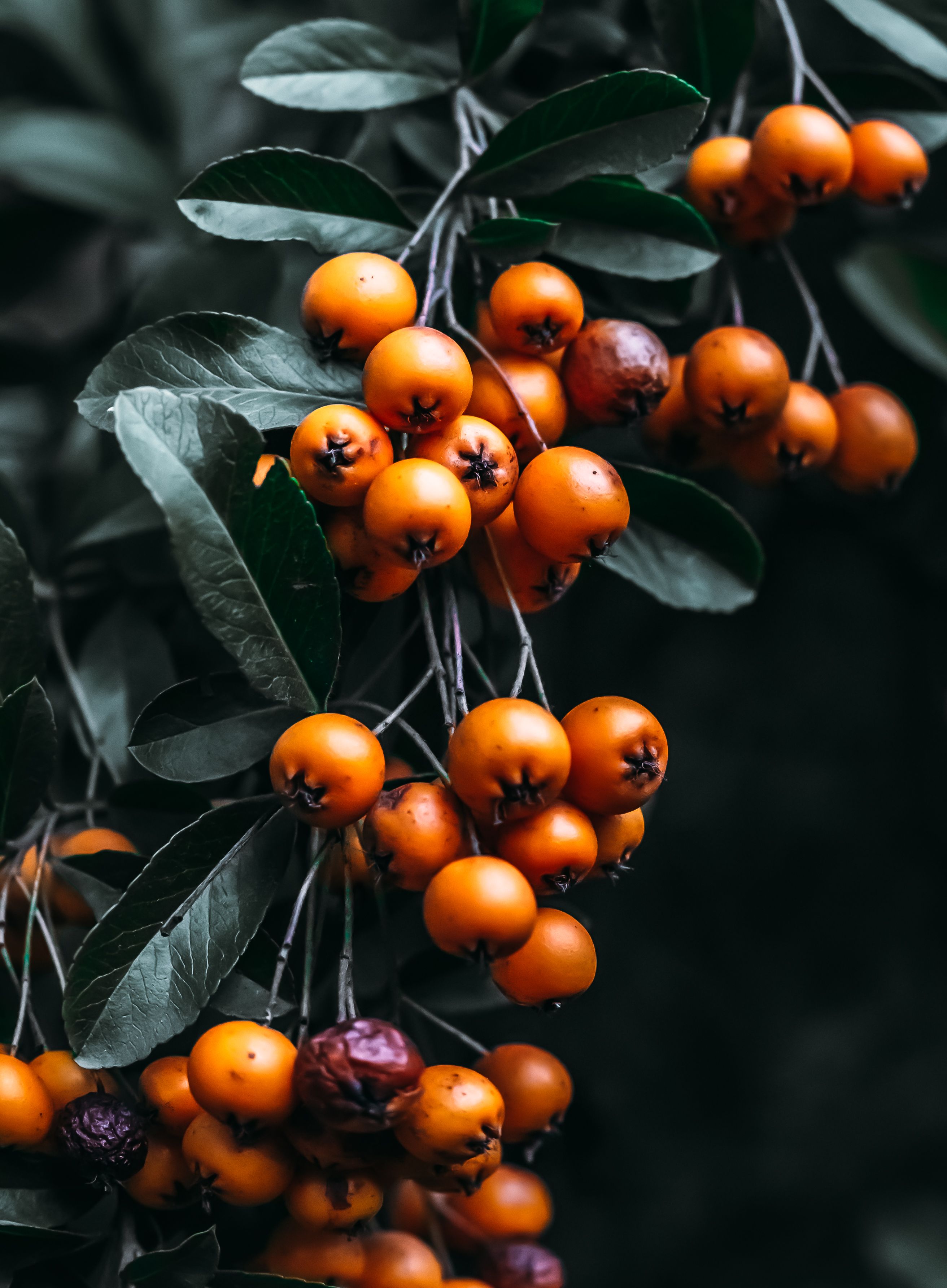 Orange Fruit Close Up Photos, Download The BEST Free Orange Fruit Close ...