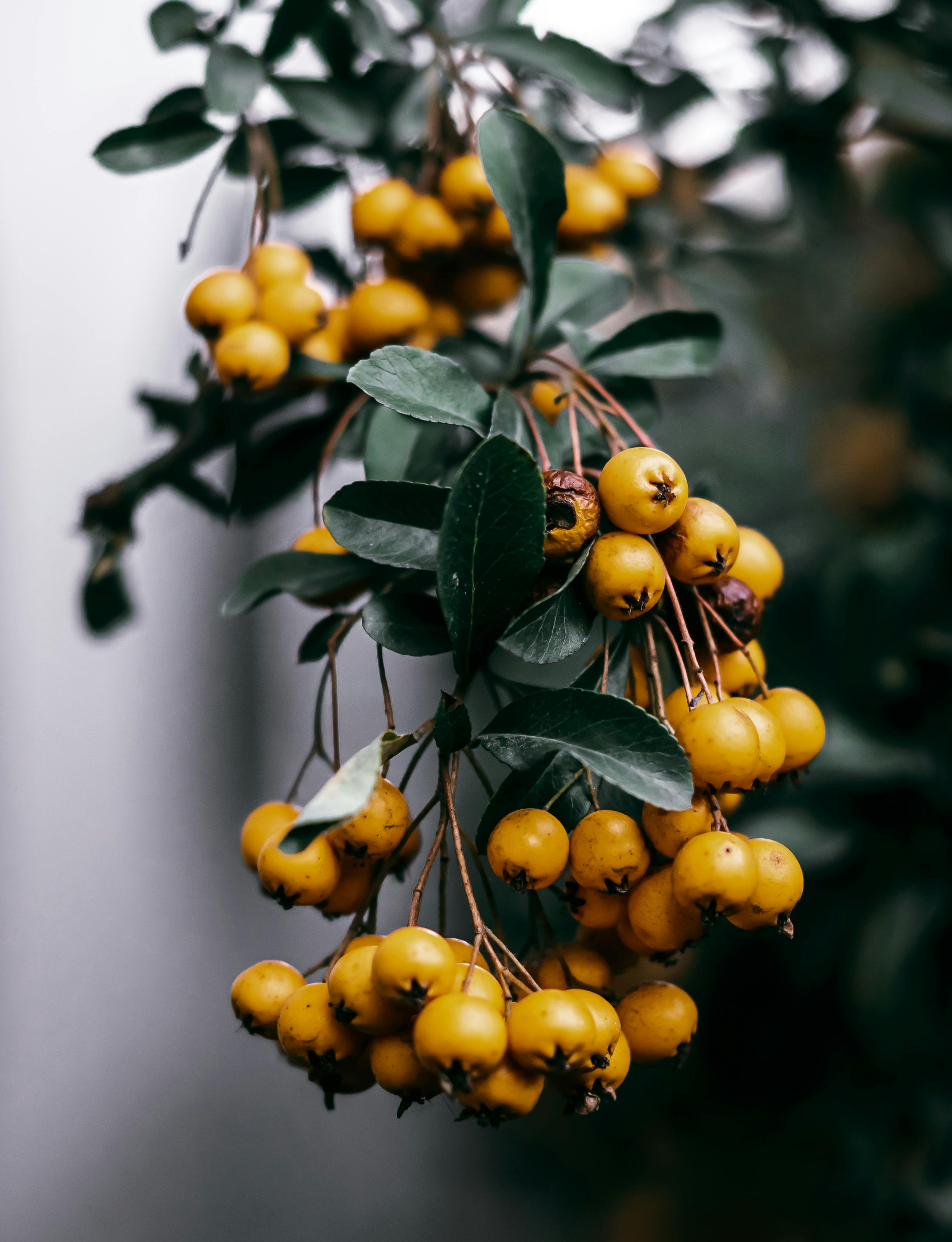 Moody yellow berry shot in macro · Free Stock Photo