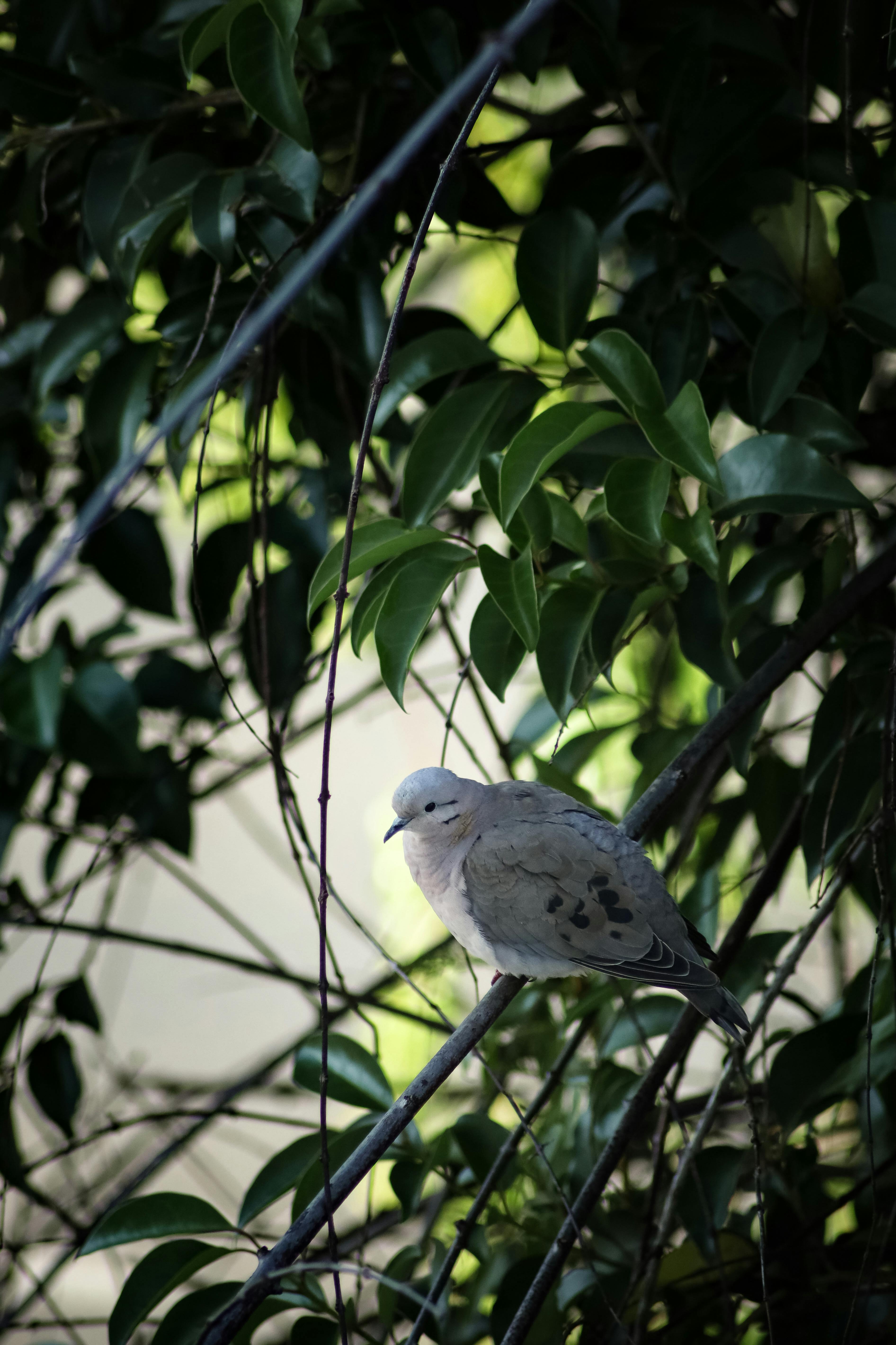 ABNER LOBO – фотографія