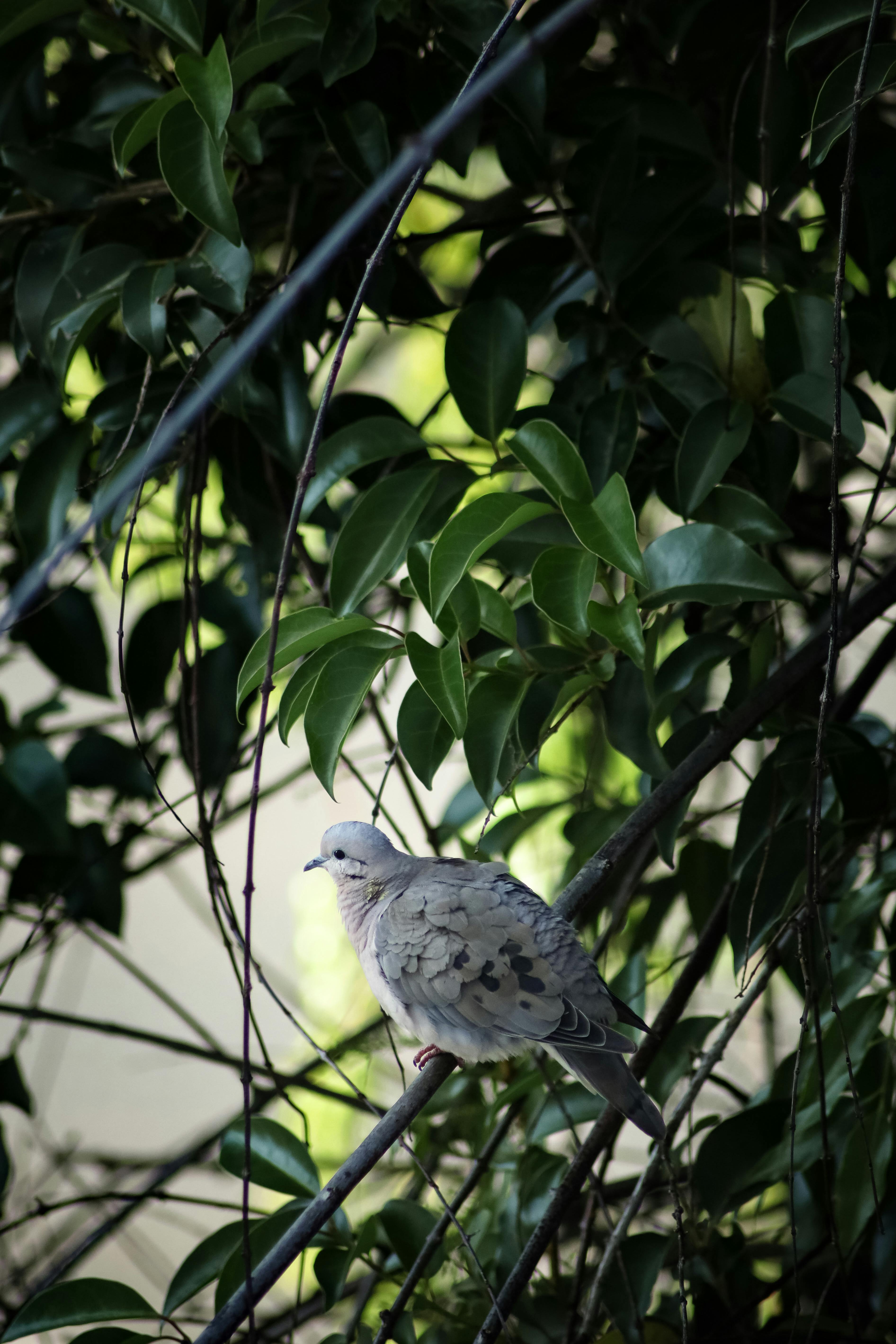 ABNER LOBO – фотографія