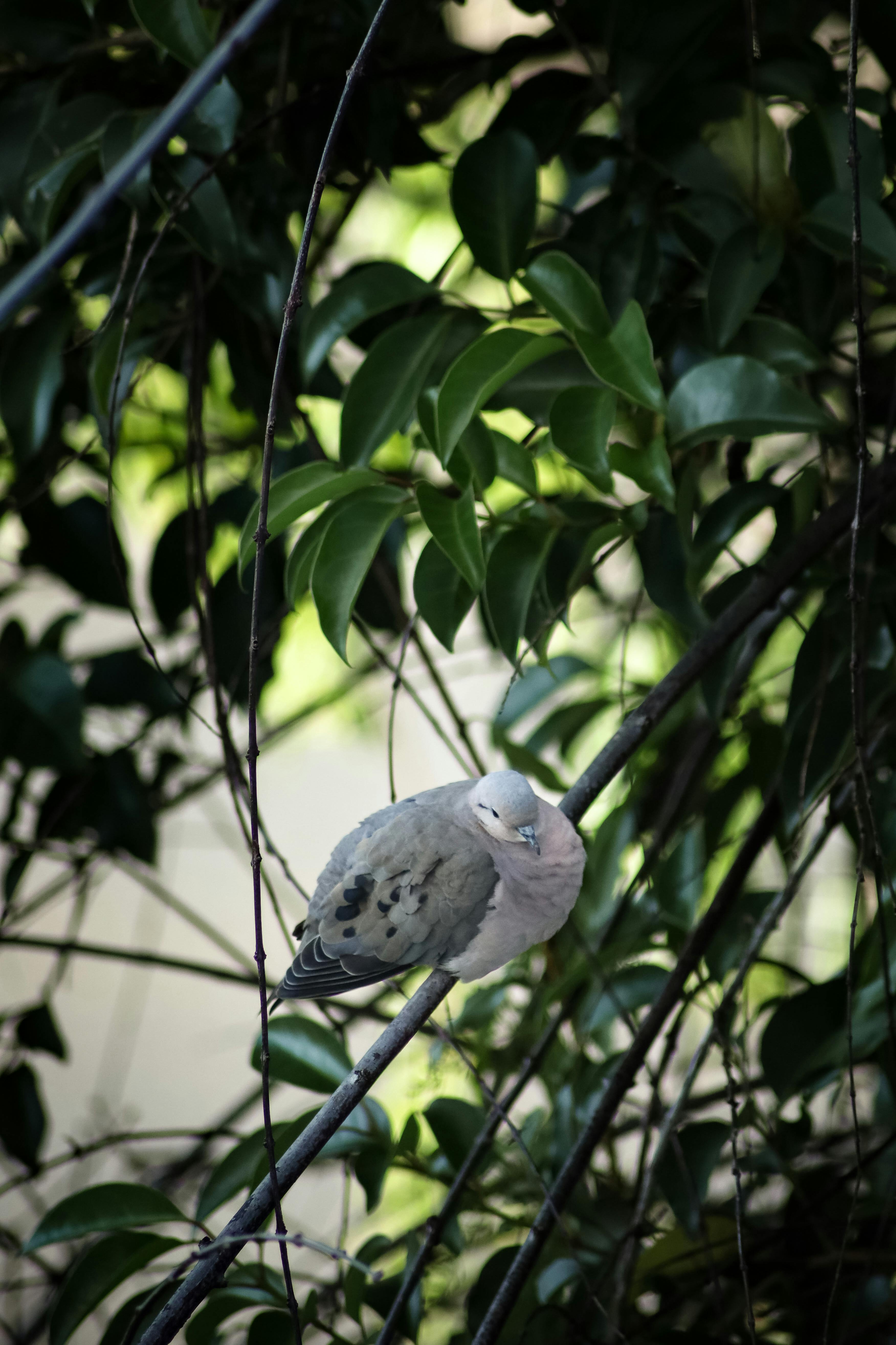 ABNER LOBO – фотографія
