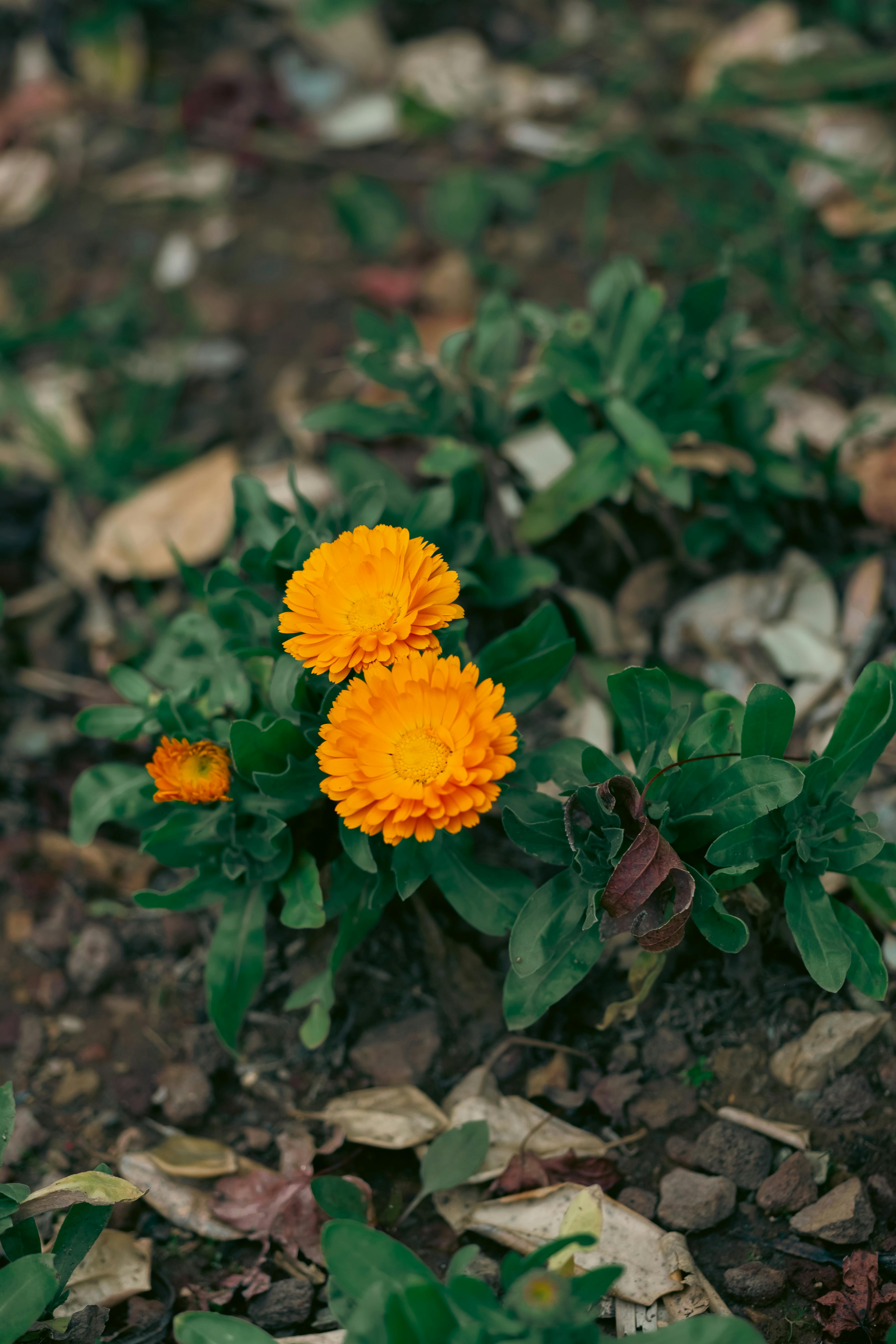 Flowers on Ground · Free Stock Photo