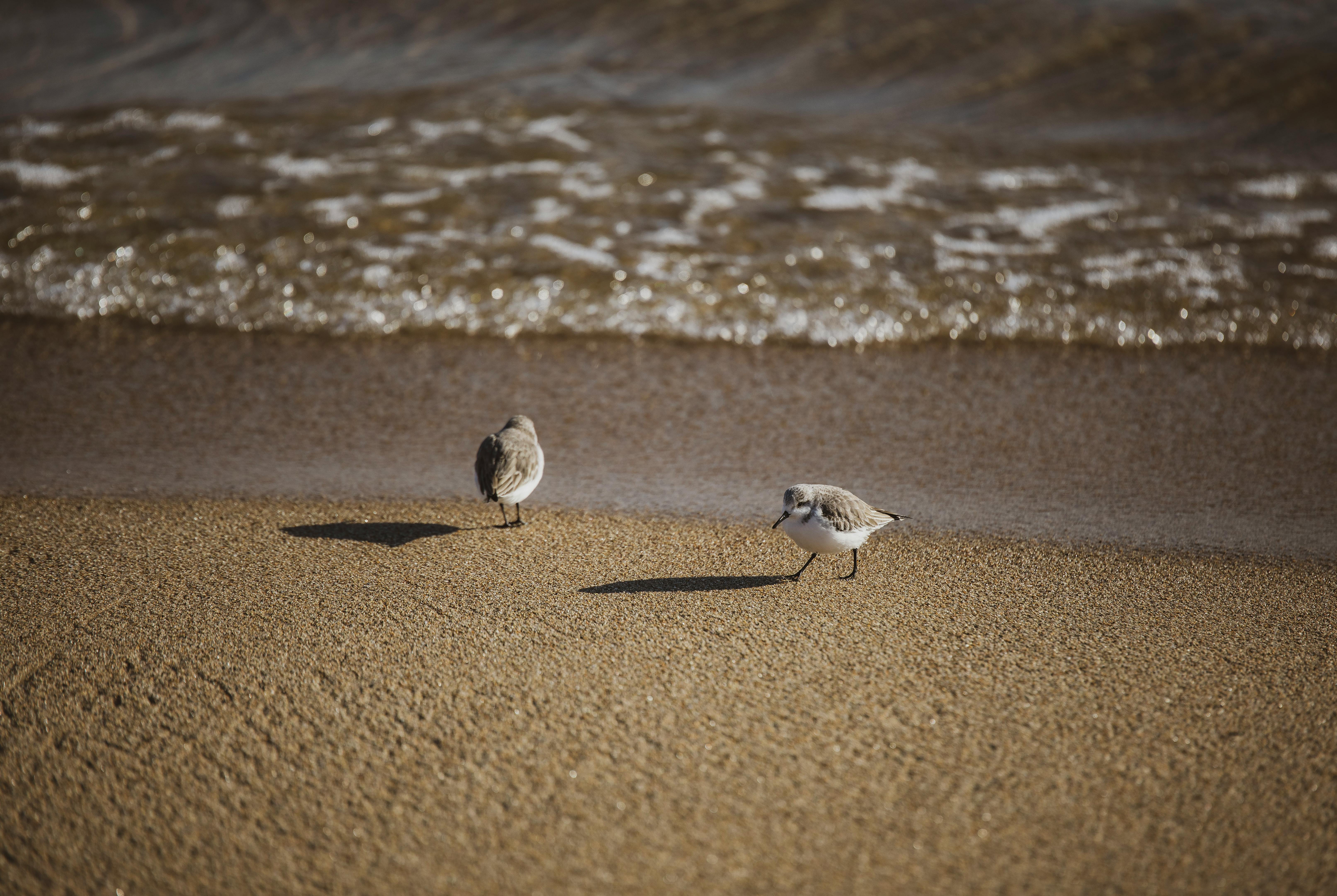 Photo of Birds at the Beach · Free Stock Photo