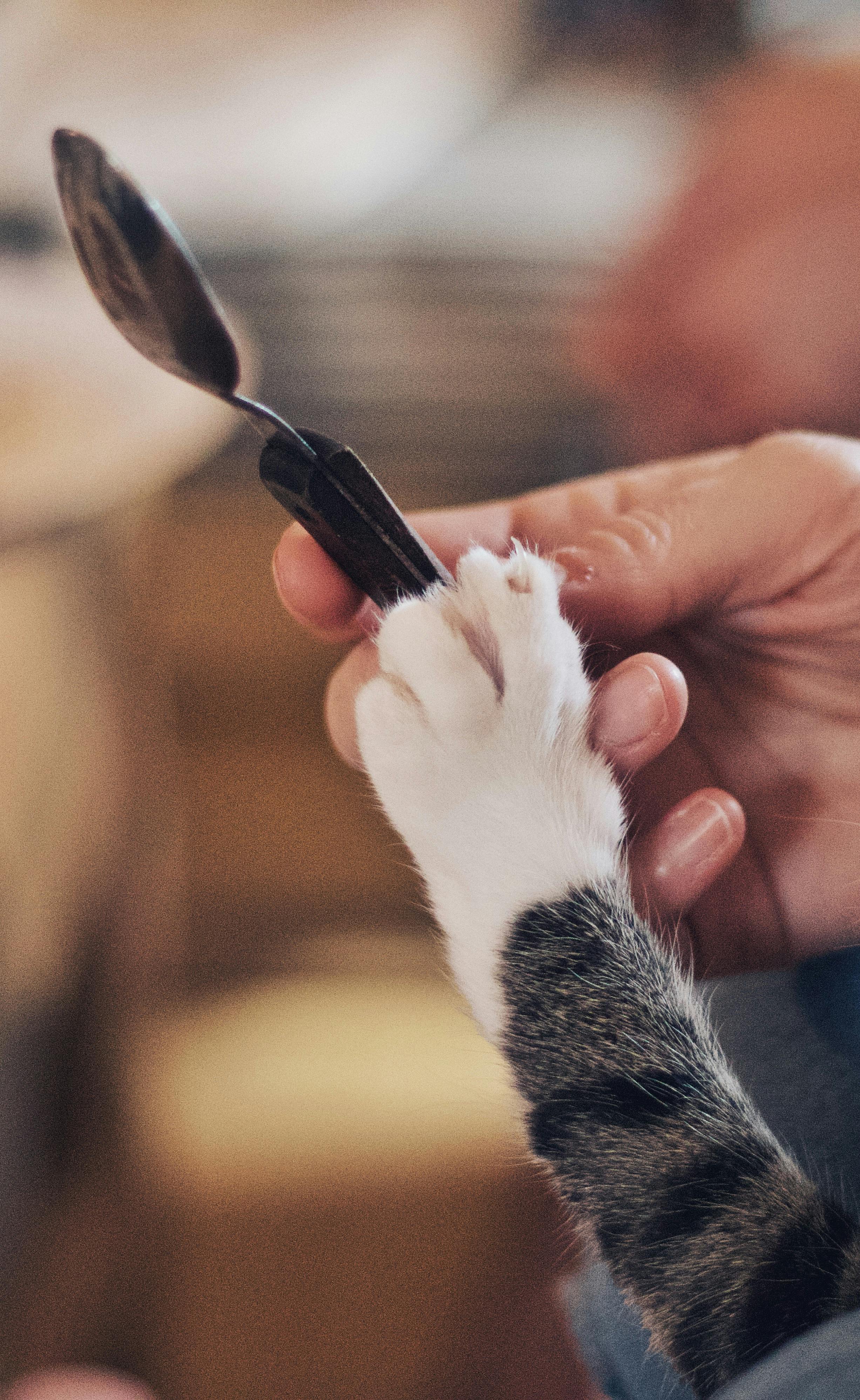 Hand and Cat Paw on Spoon · Free Stock Photo