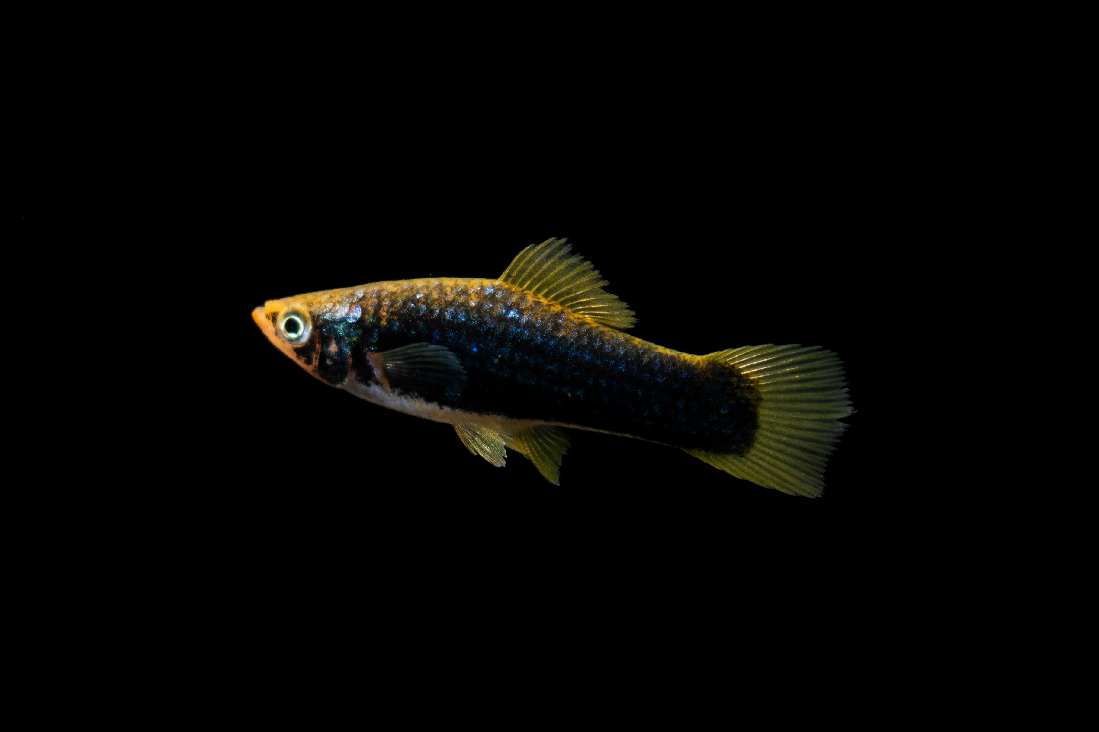 Small Fish on Black Background · Free Stock Photo