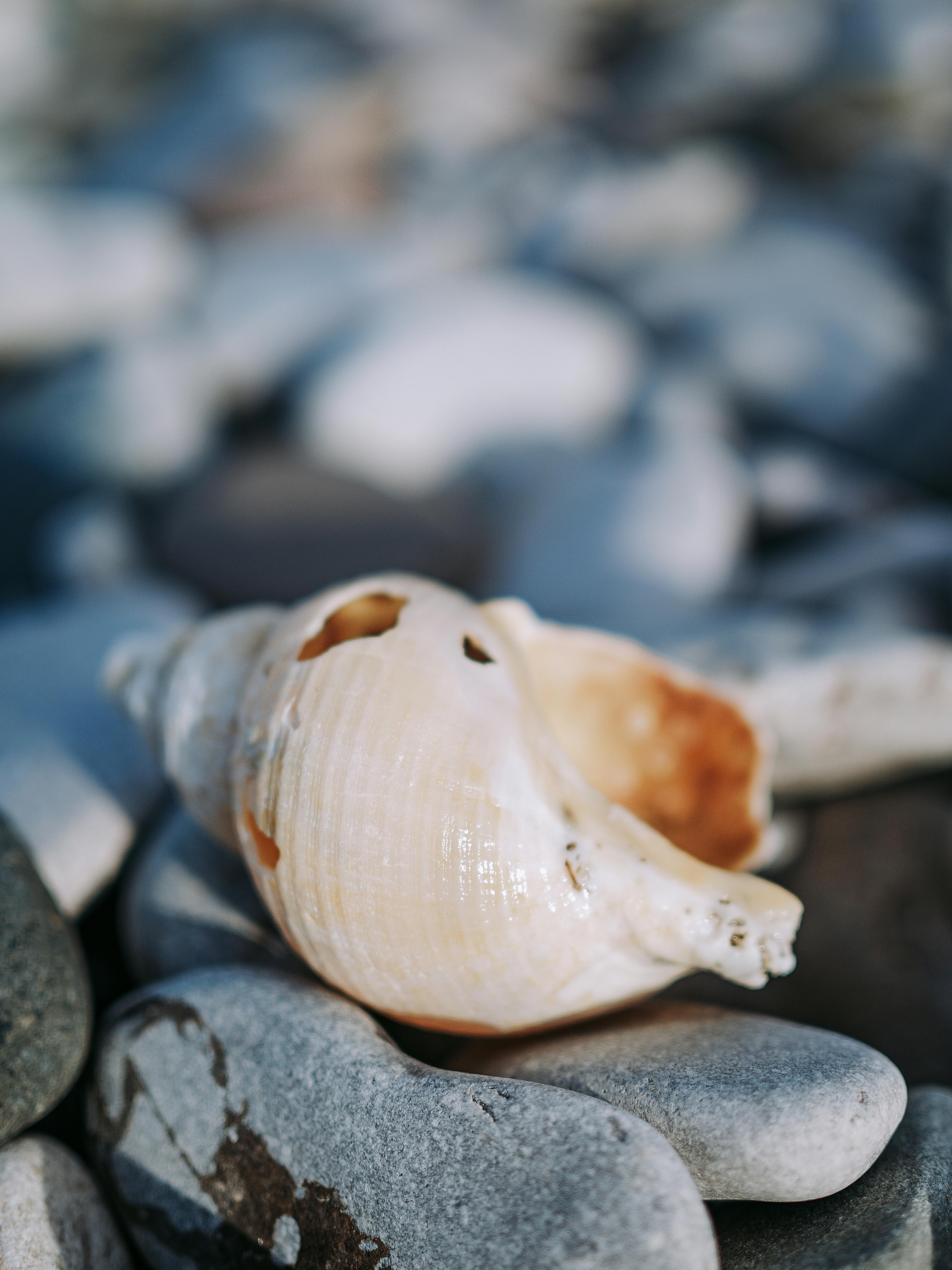 A Close-Up Shot of Sand with Seashells · Free Stock Photo