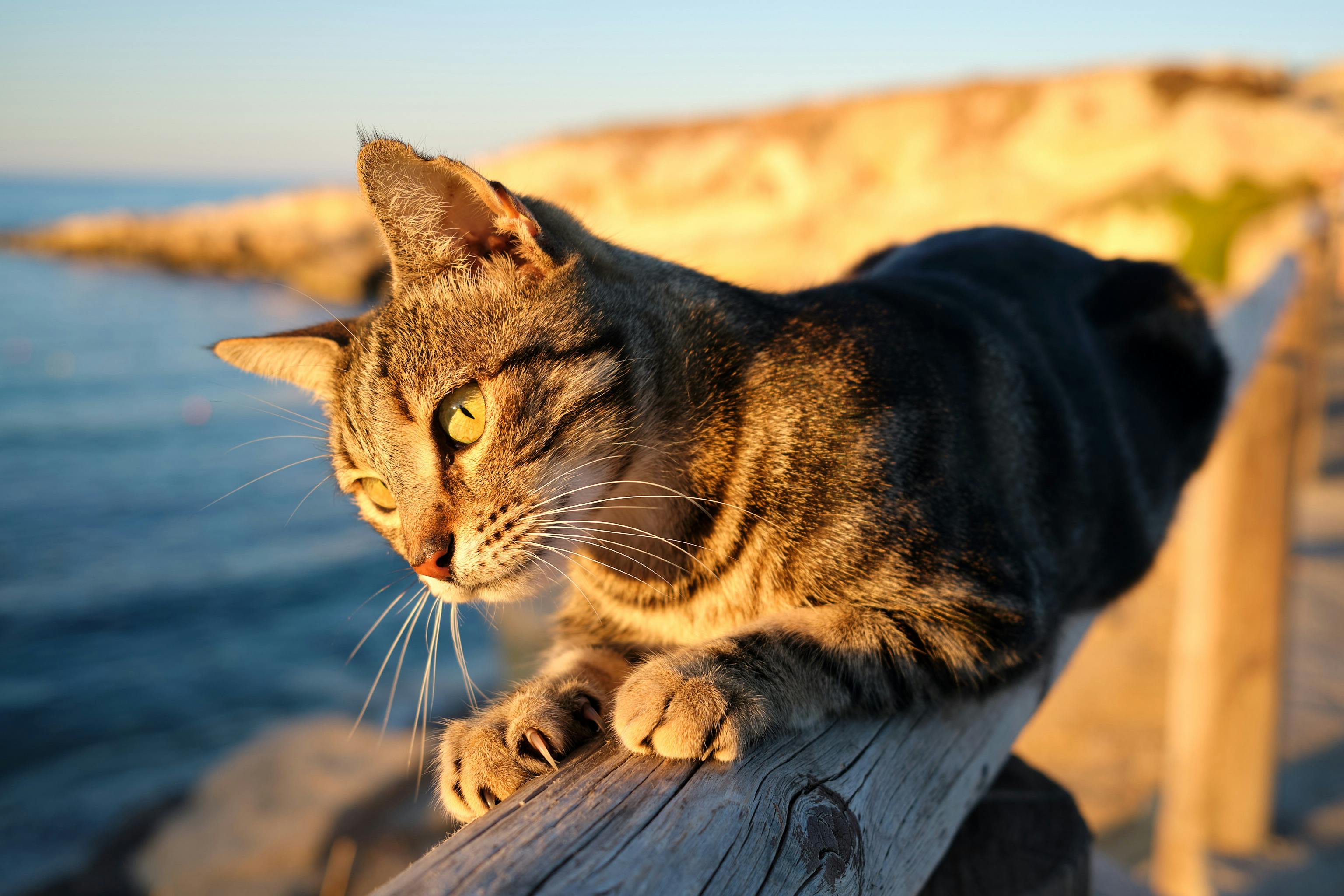 Cat Emotions Photos, Download The BEST Free Cat Emotions Stock Photos ...