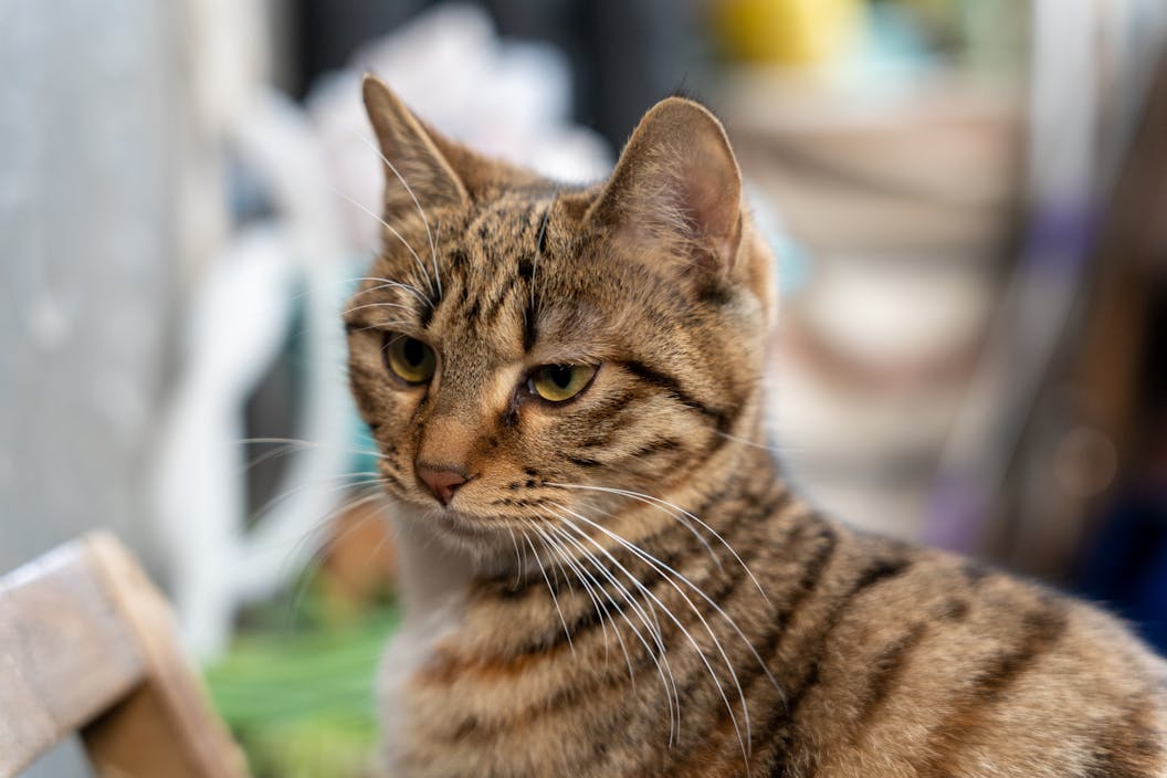 How to Hack I Ready Cat Stacker? [Comprehensive Answer] - Nahf.org