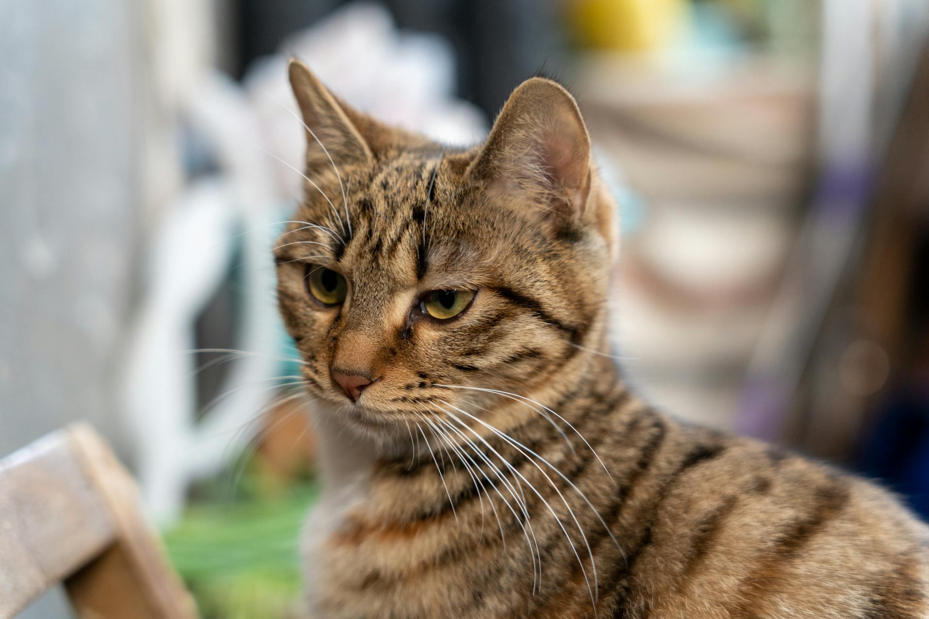 How to Read a Cat Scale Ticket? [Comprehensive Answer] - Nahf.org