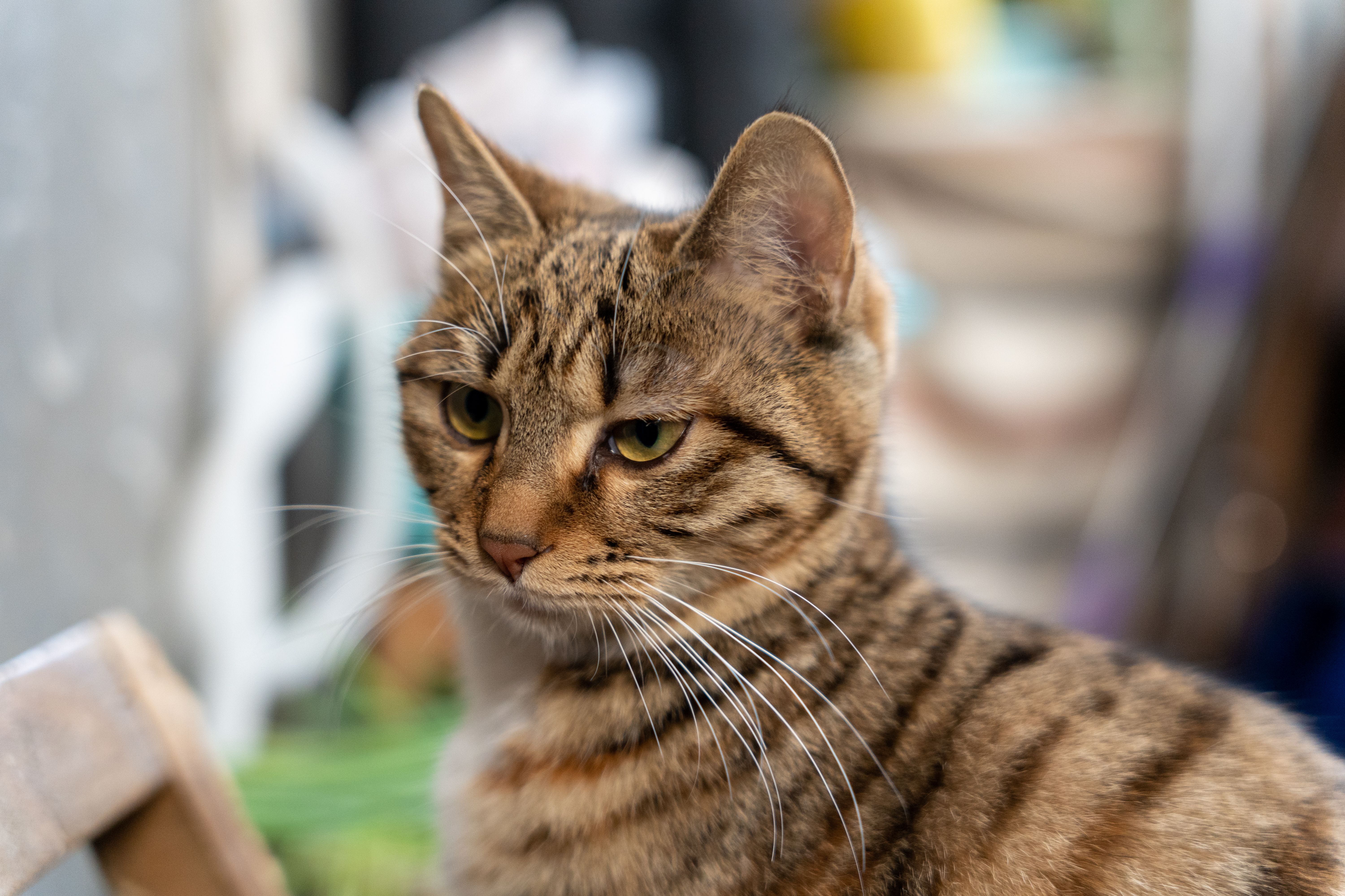 Close up of Cat Head · Free Stock Photo