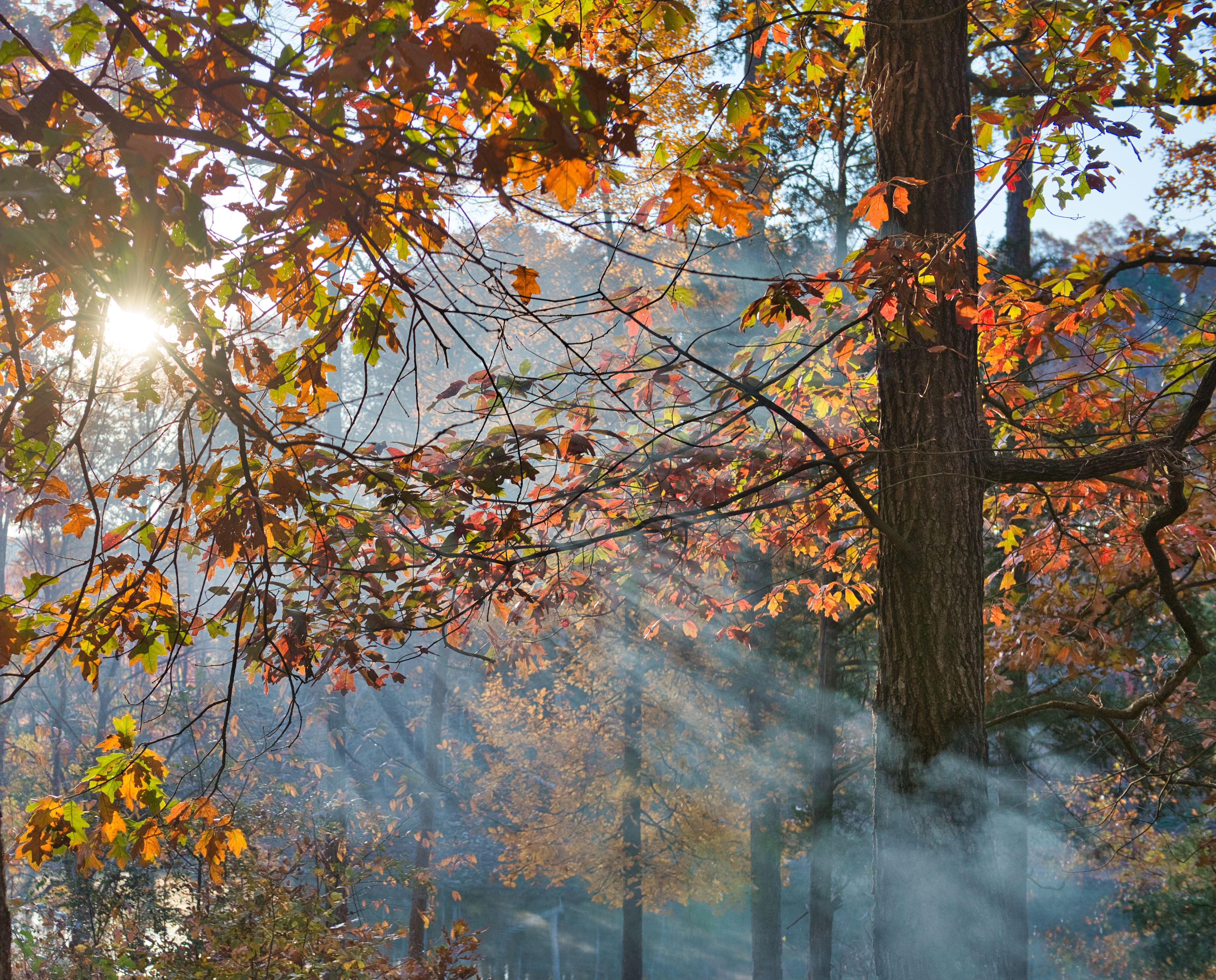 Sun Through Trees Photos, Download The BEST Free Sun Through Trees ...