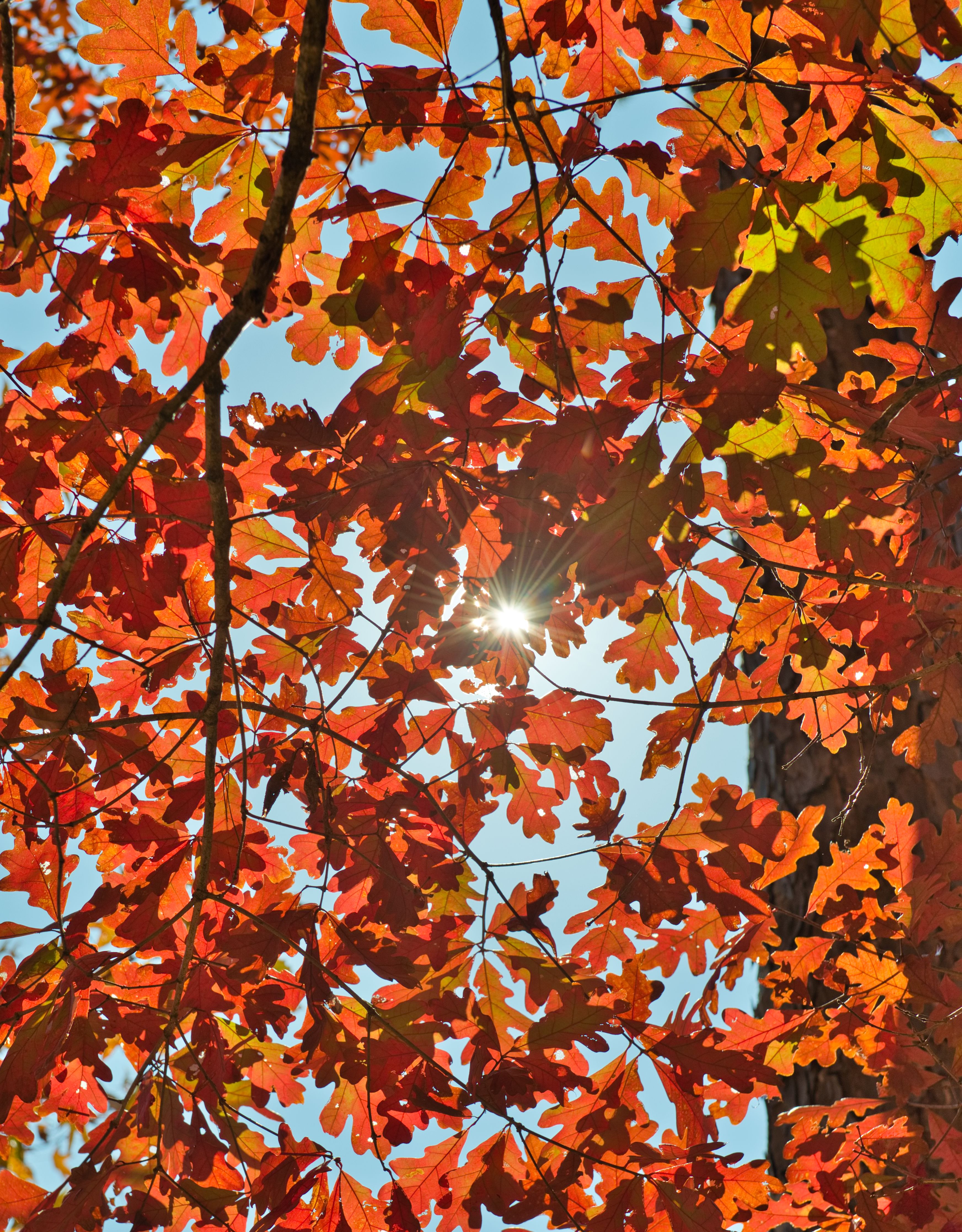 Orange Tree Wallpaper Photos, Download The BEST Free Orange Tree ...