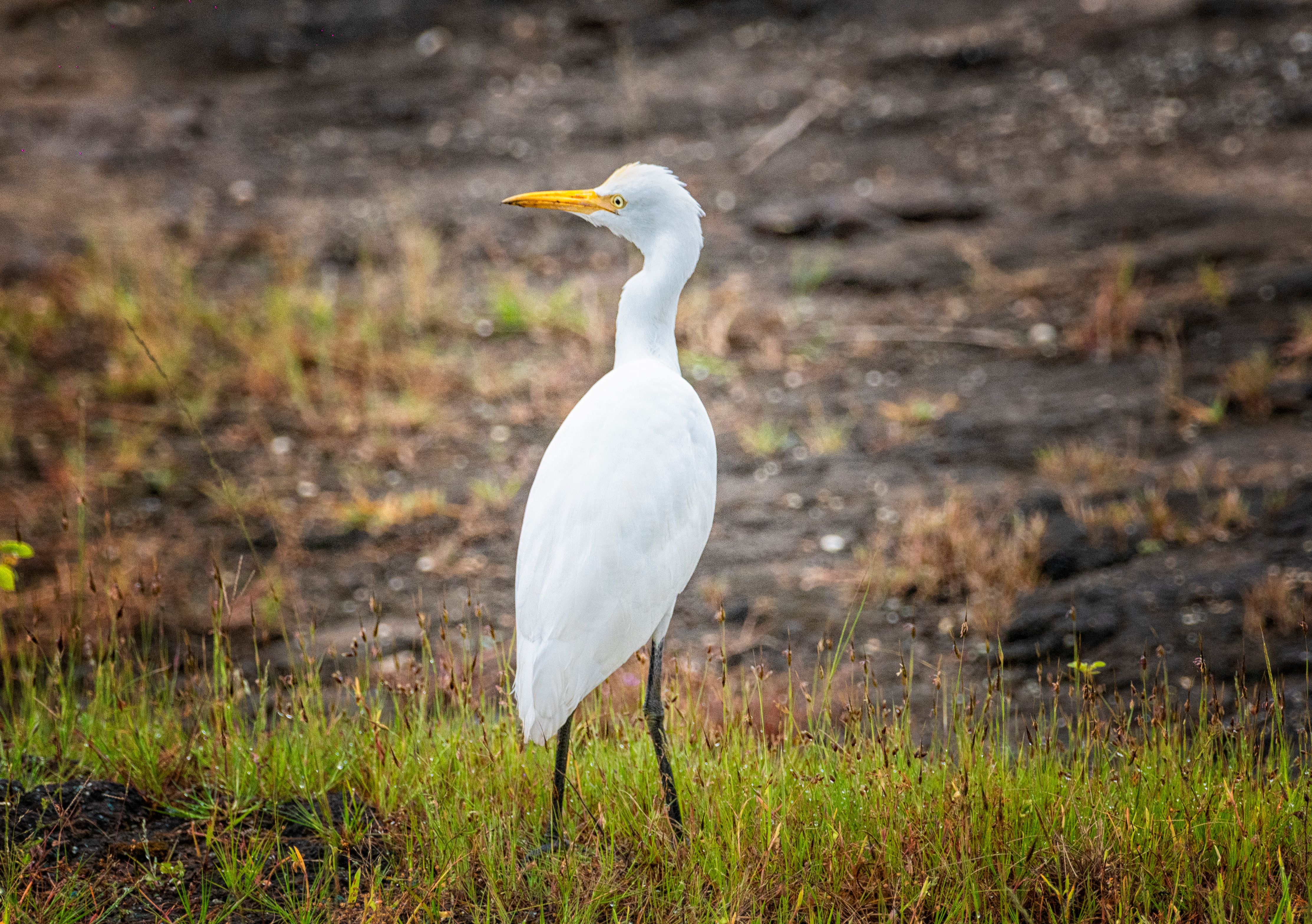 Eastern Great Egret Walking on the Grass · Free Stock Photo
