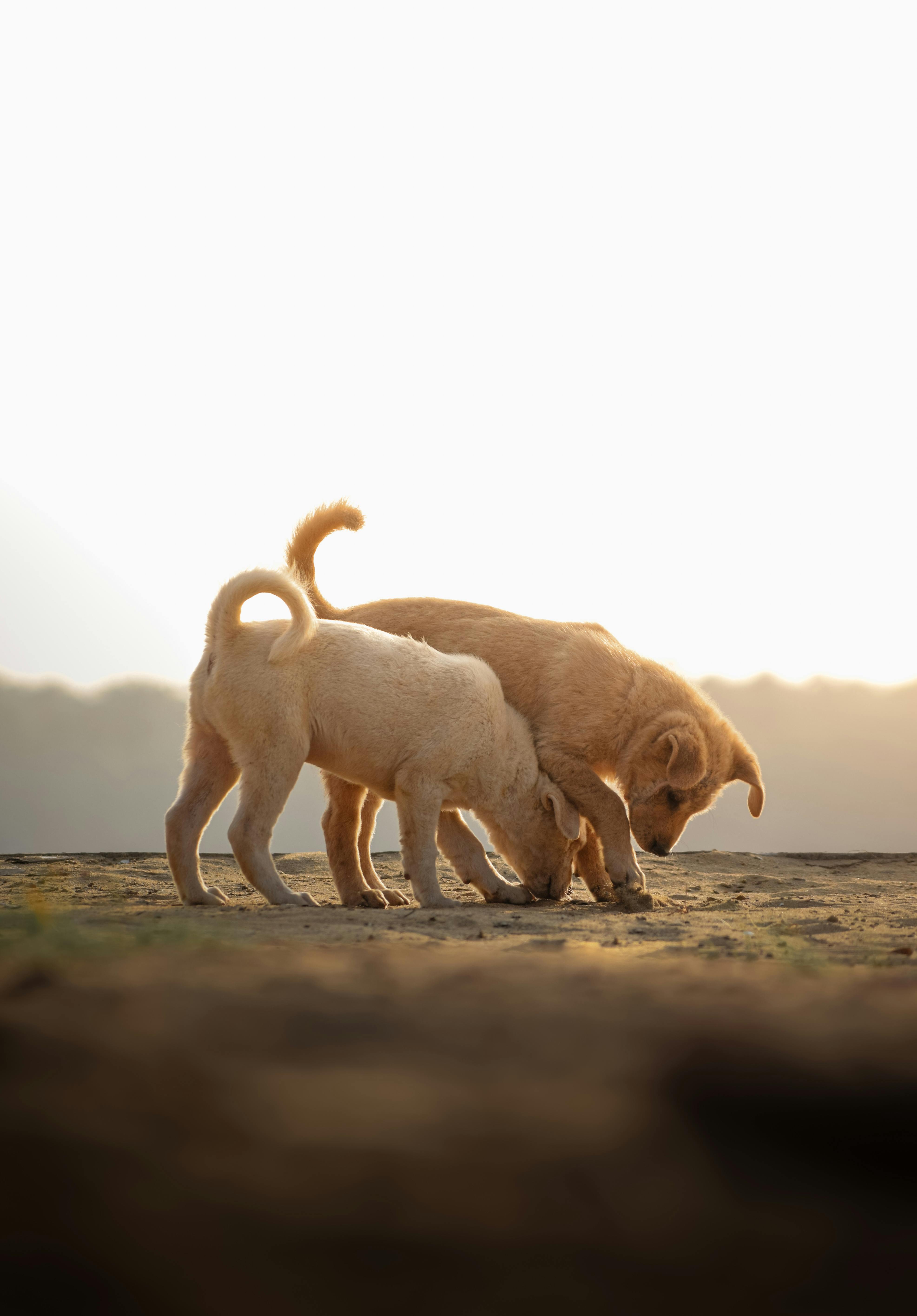 Two dogs playing in the dirt at sunset · Free Stock Photo