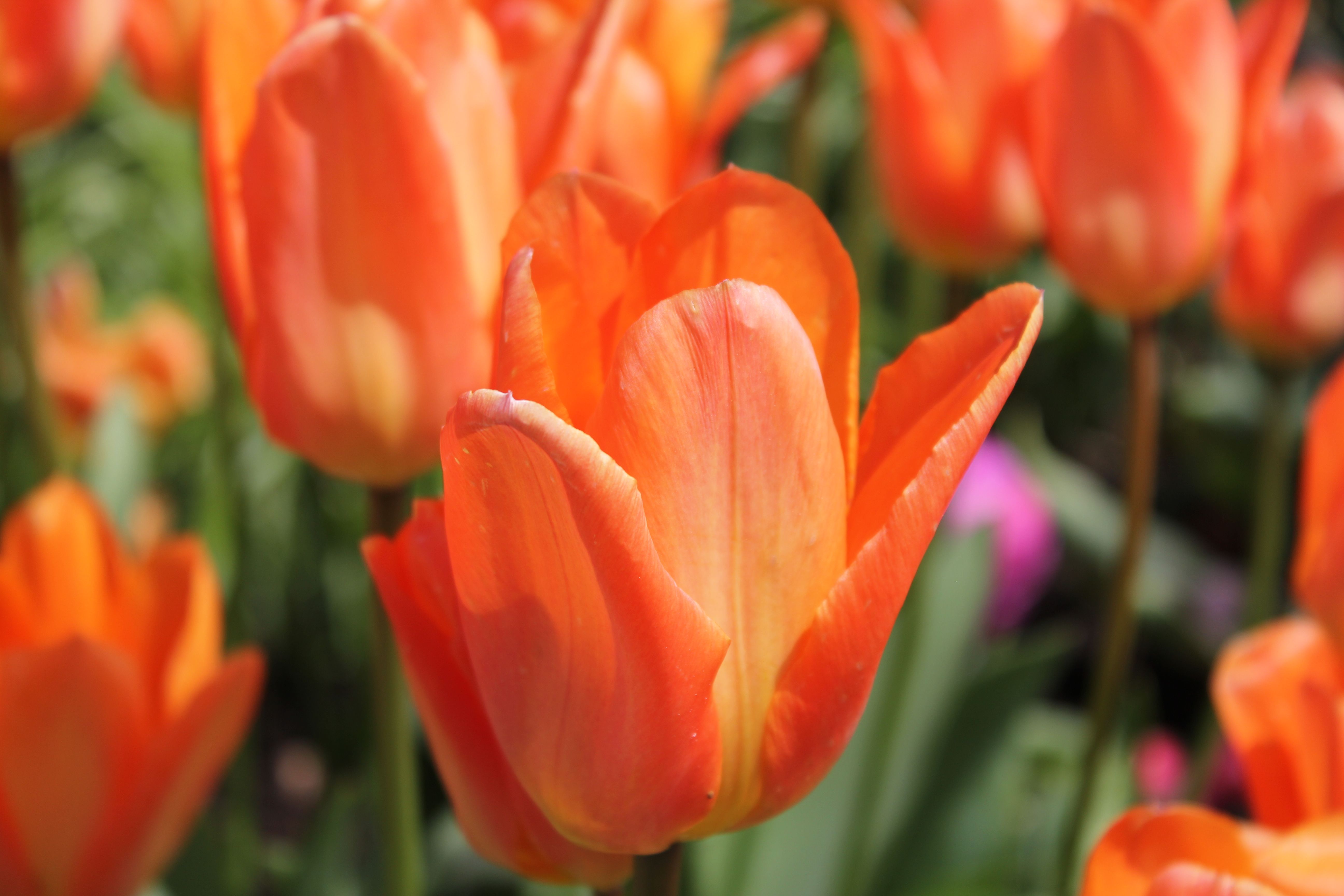 Nature Wallpaper Red Flowers Photos, Download The BEST Free Nature ...