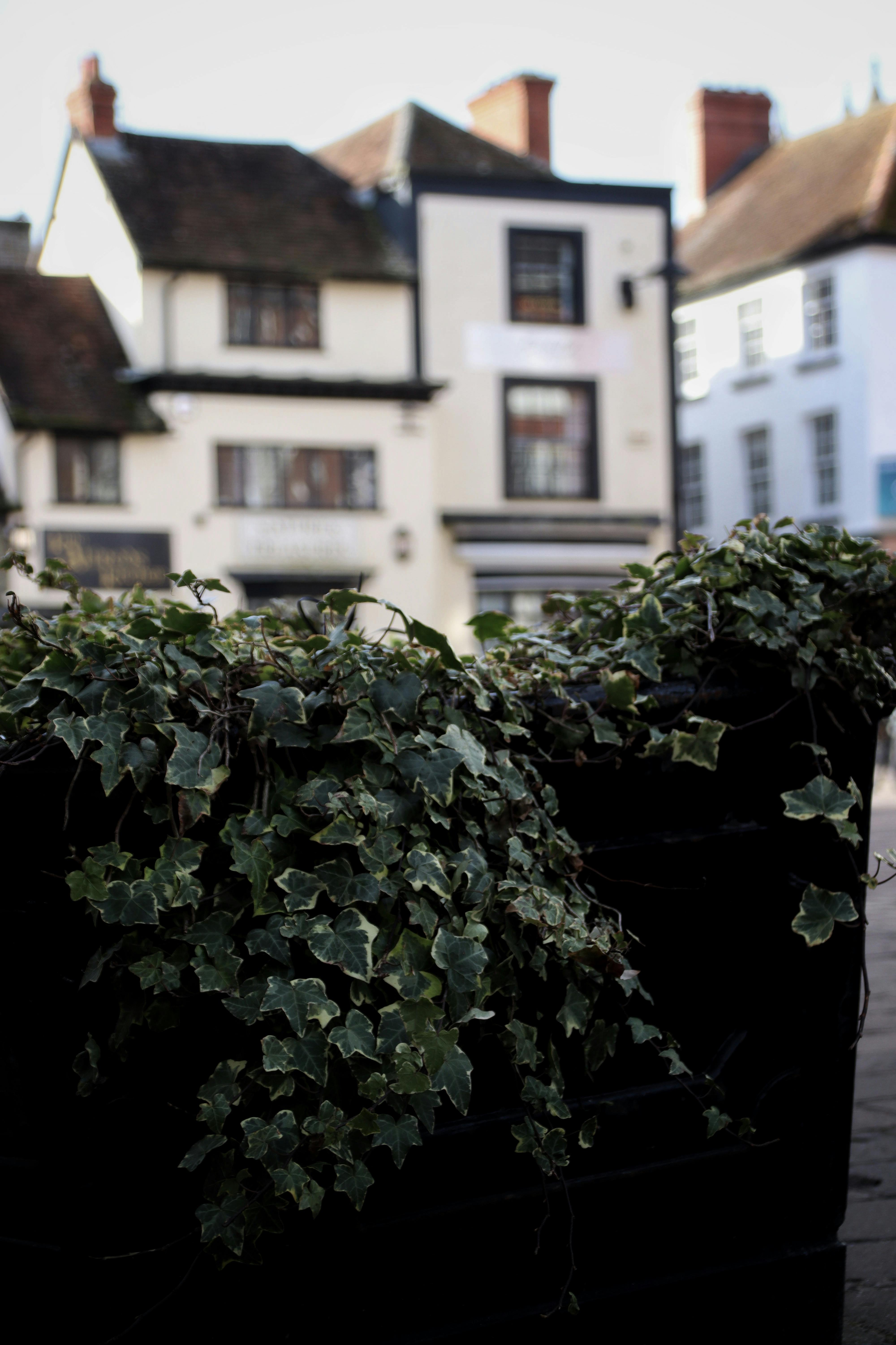 Green Rease Photos, Download The BEST Free Green Rease Stock Photos ...