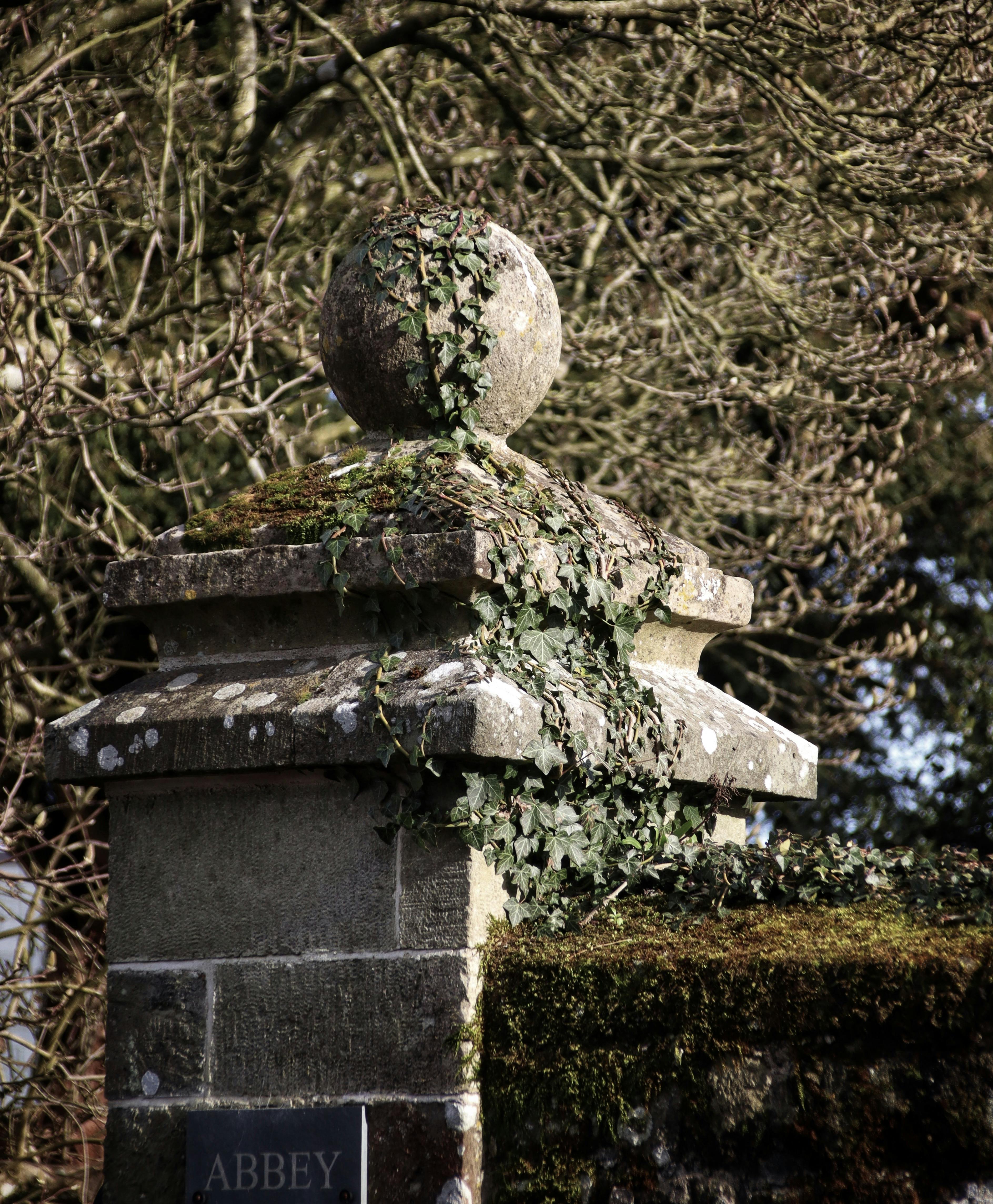 Branches over Wall with Abbey Text on Board · Free Stock Photo