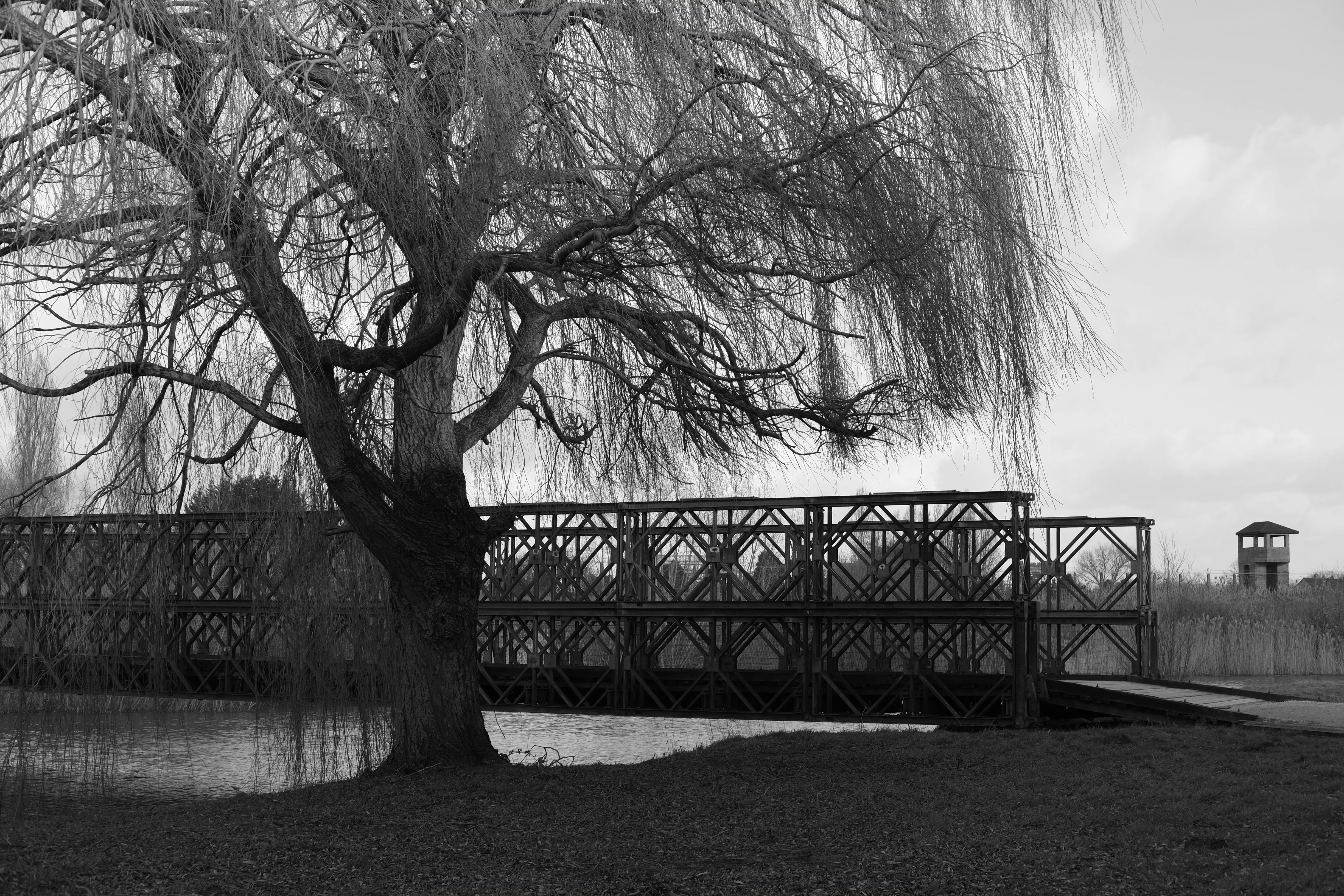Tree near Bridge · Free Stock Photo