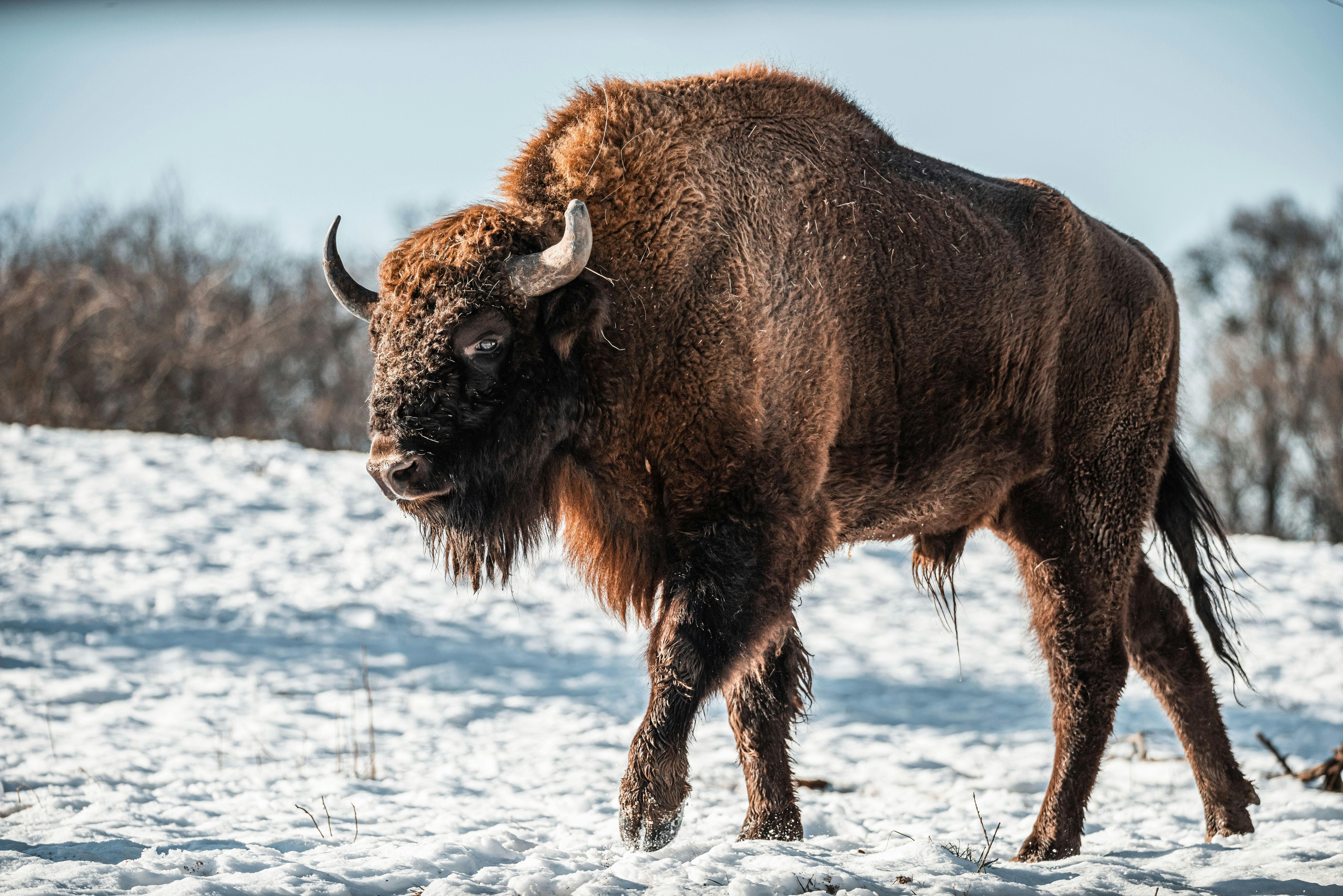 Buffalo in Winter · Free Stock Photo