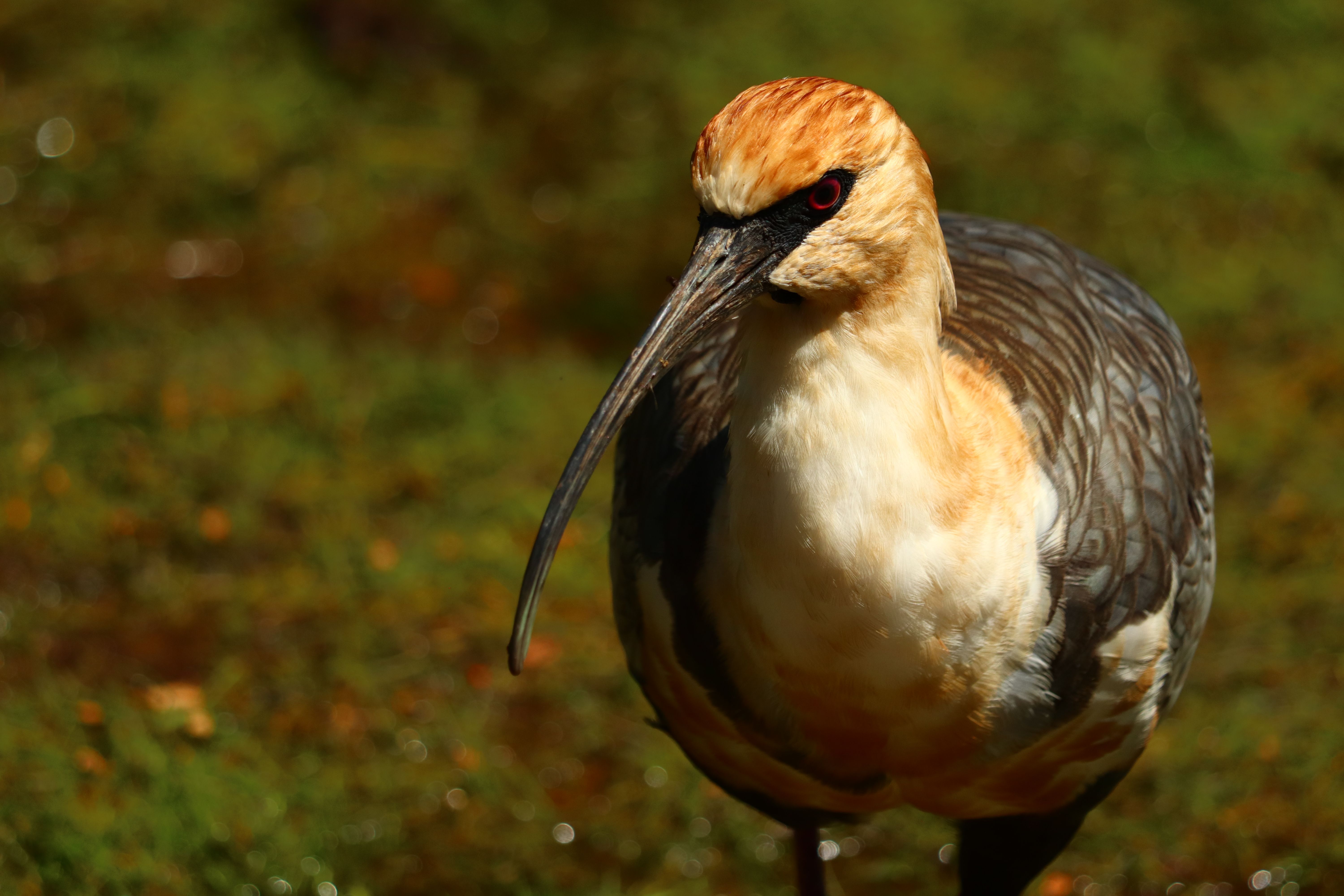 Close-Up Shot of a Bird · Free Stock Photo