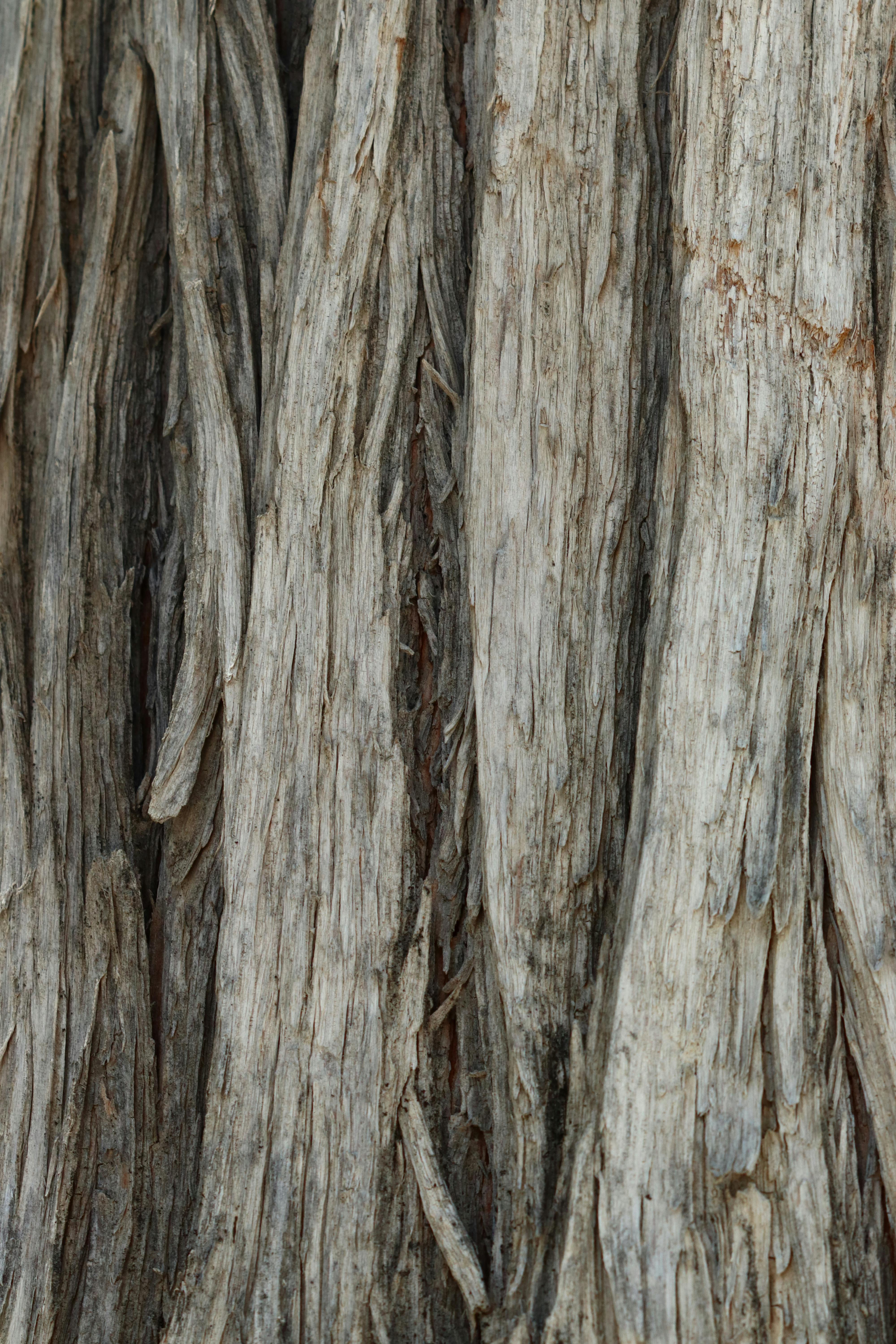 Close-Up Photograph of a Tree's Bark · Free Stock Photo