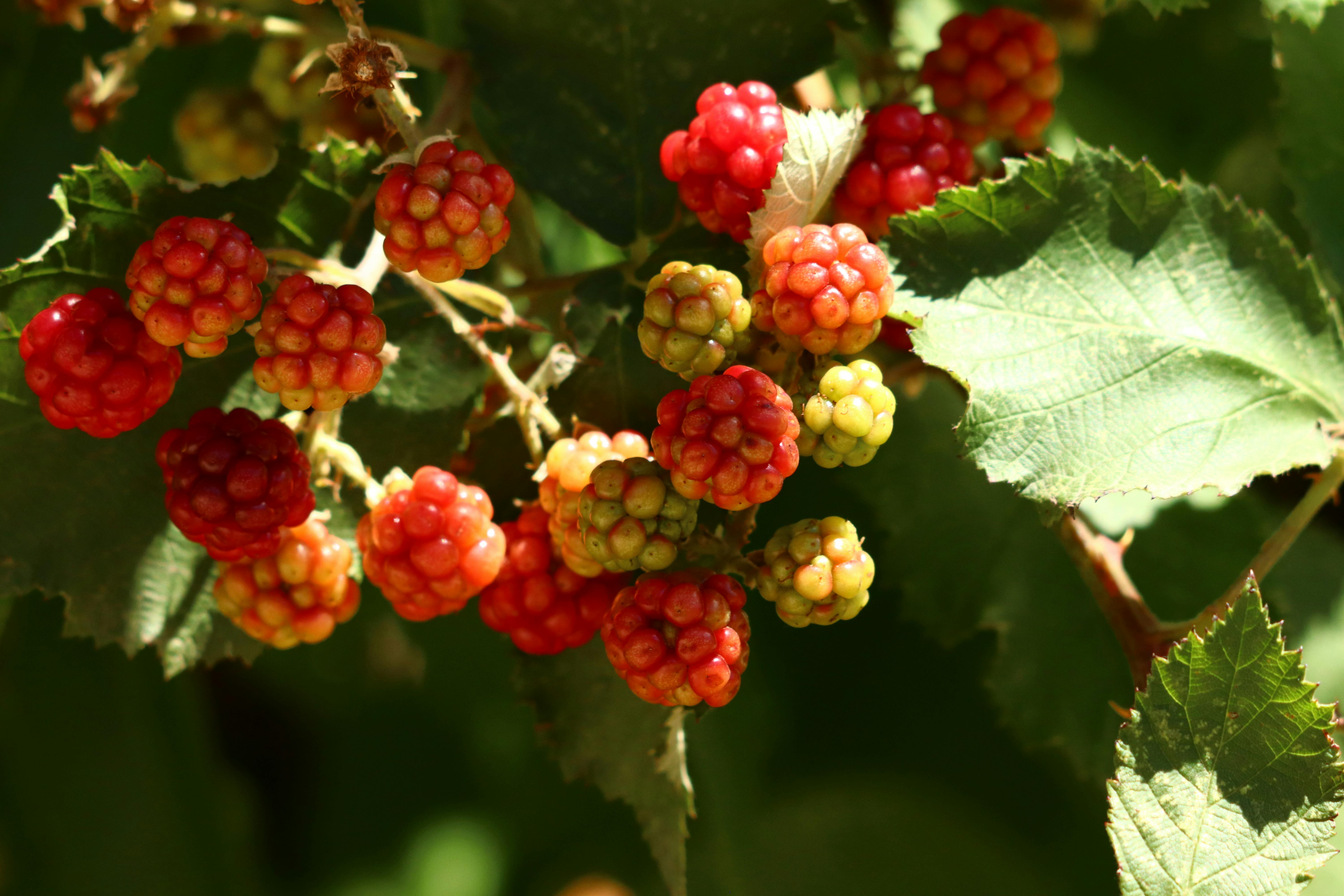 Red Raspberries · Free Stock Photo
