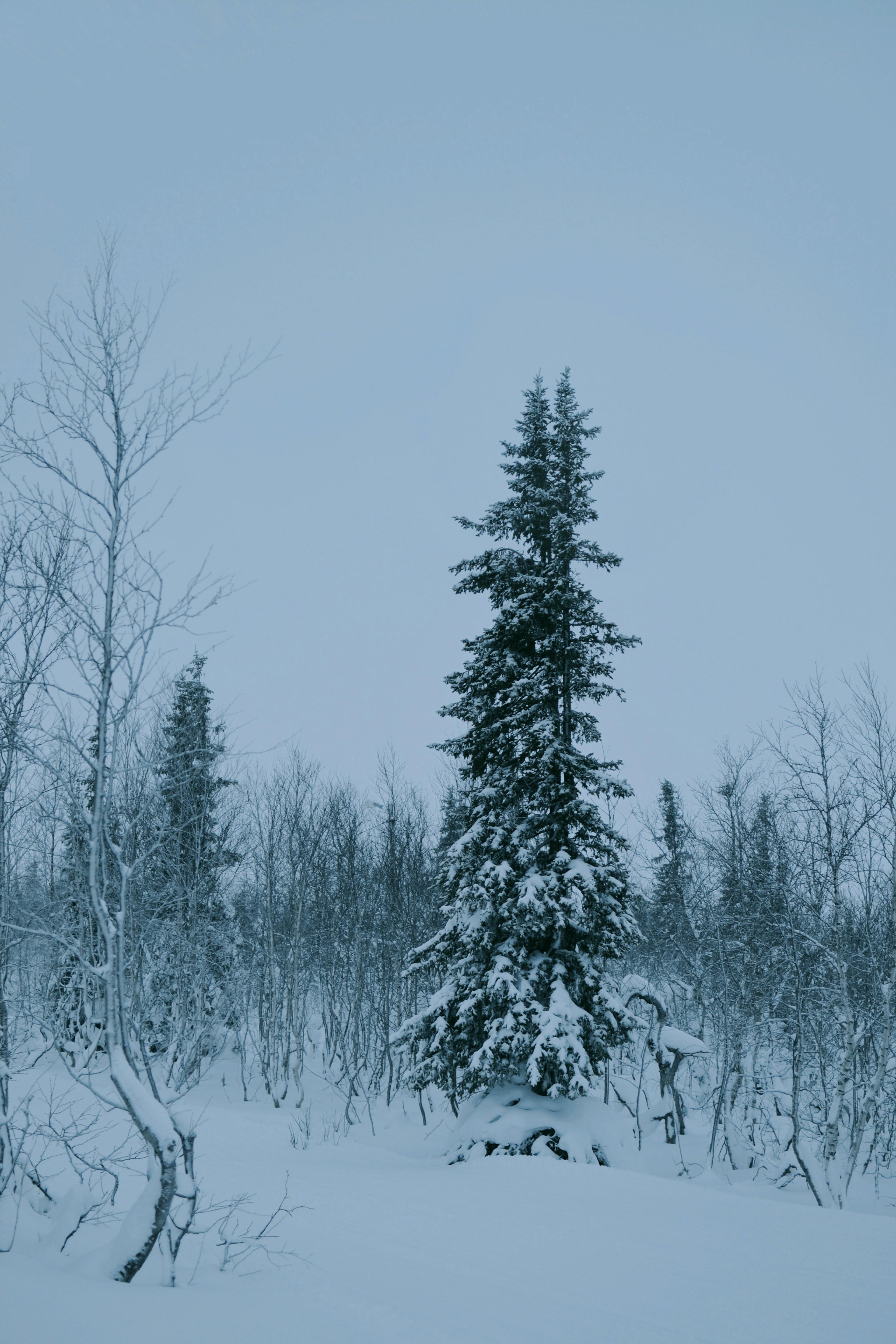 Snow around Trees in Winter · Free Stock Photo