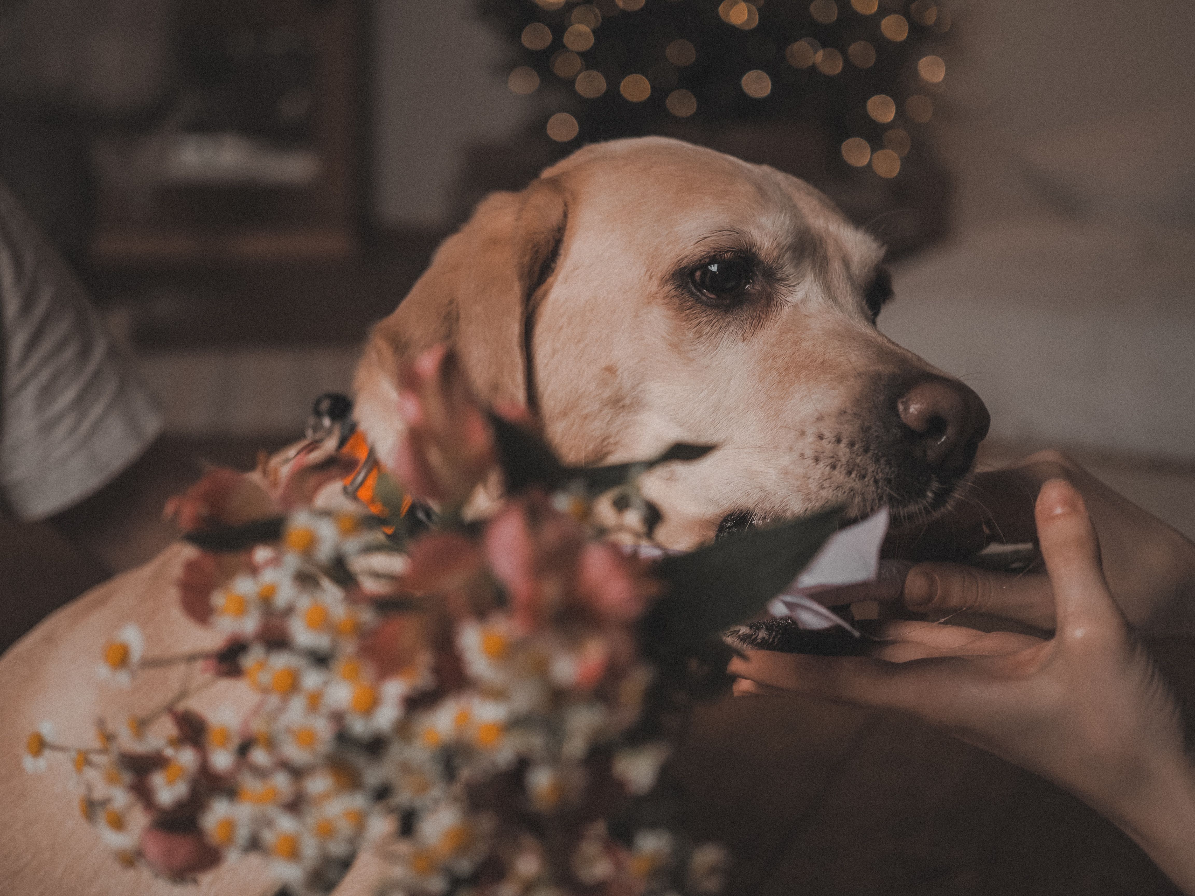 Dog With Flowers Photos, Download The BEST Free Dog With Flowers Stock ...