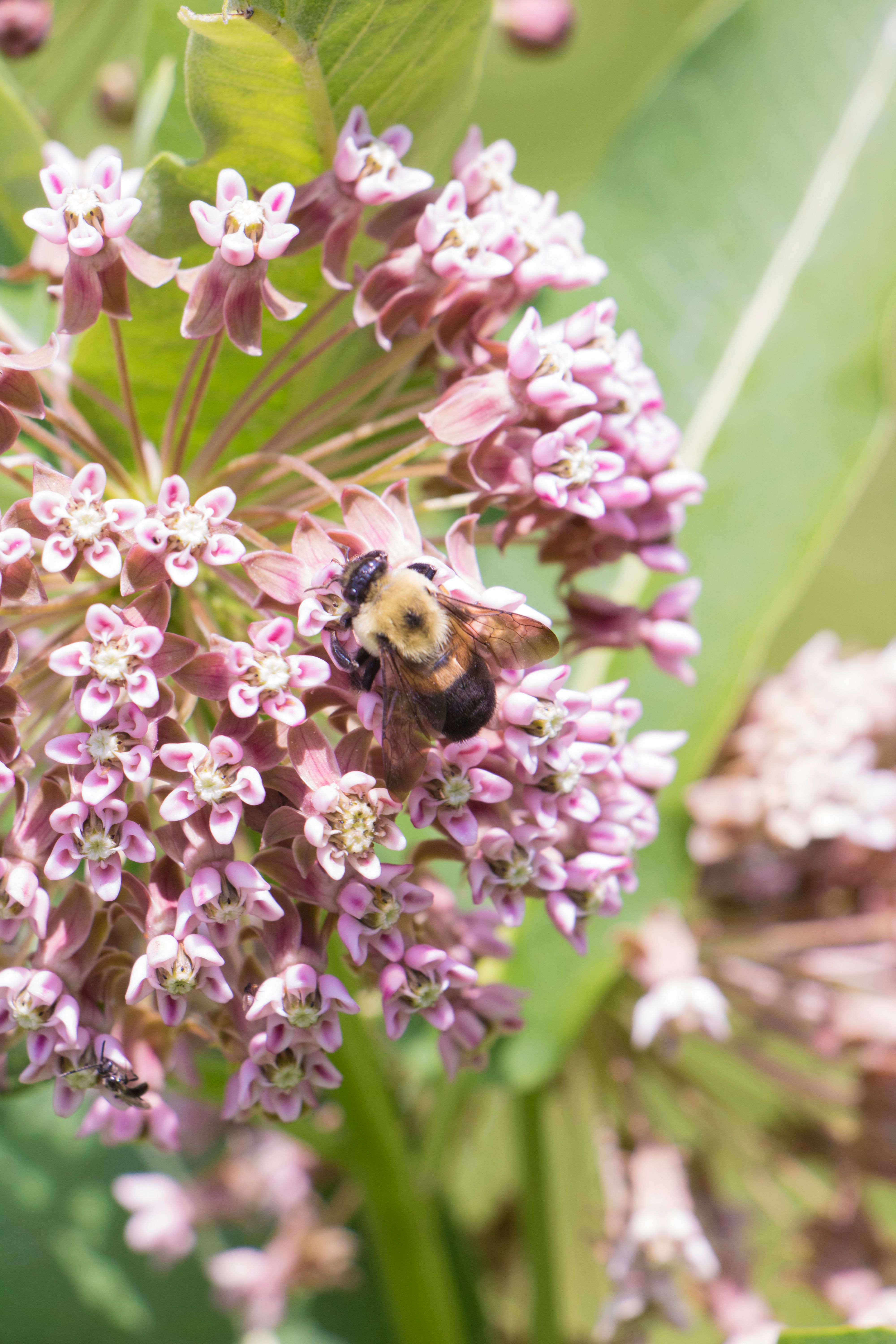 Black and Brown Bee on Brown Stem · Free Stock Photo