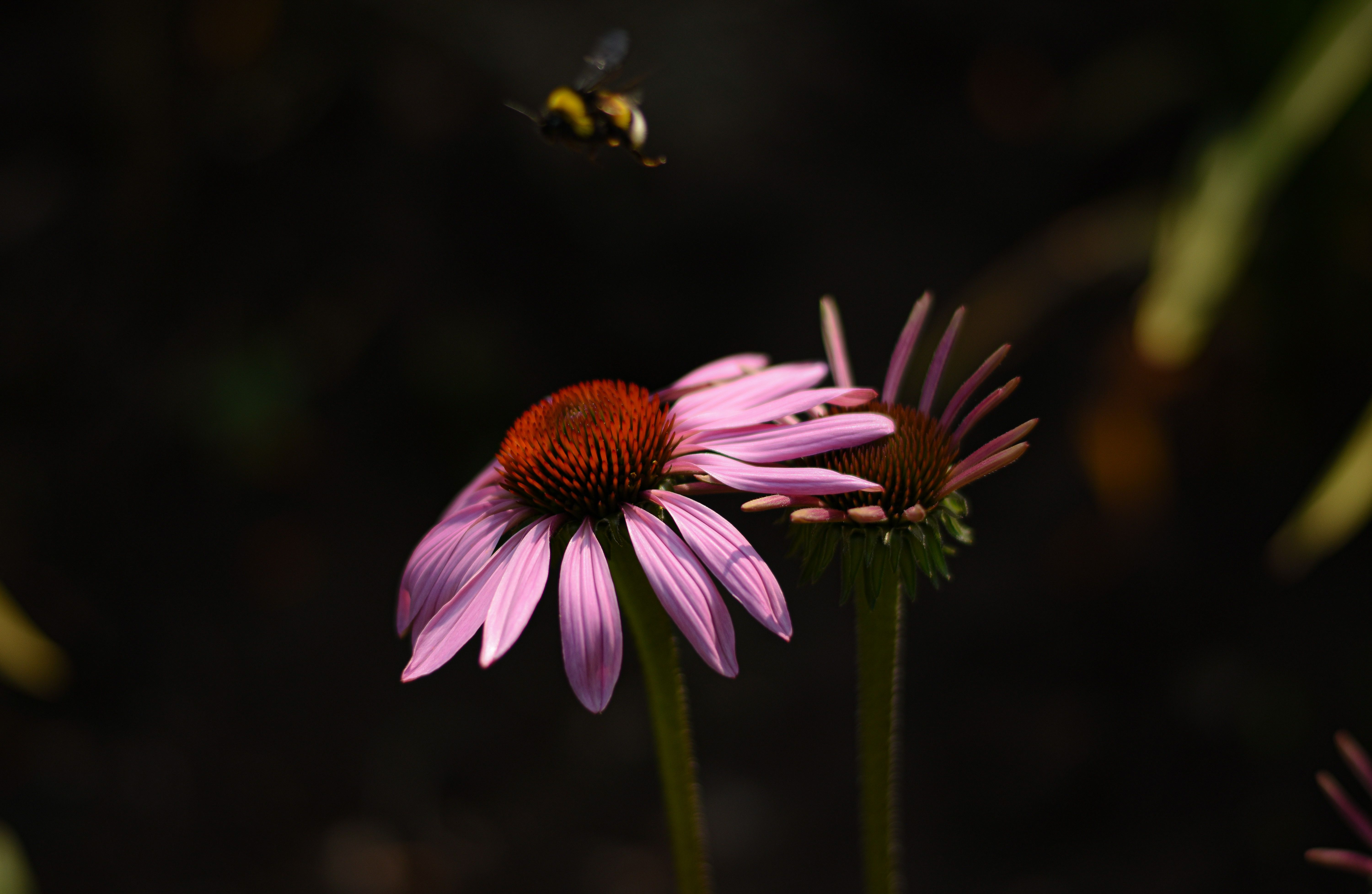 Bumblebee Photos, Download The BEST Free Bumblebee Stock Photos & HD Images