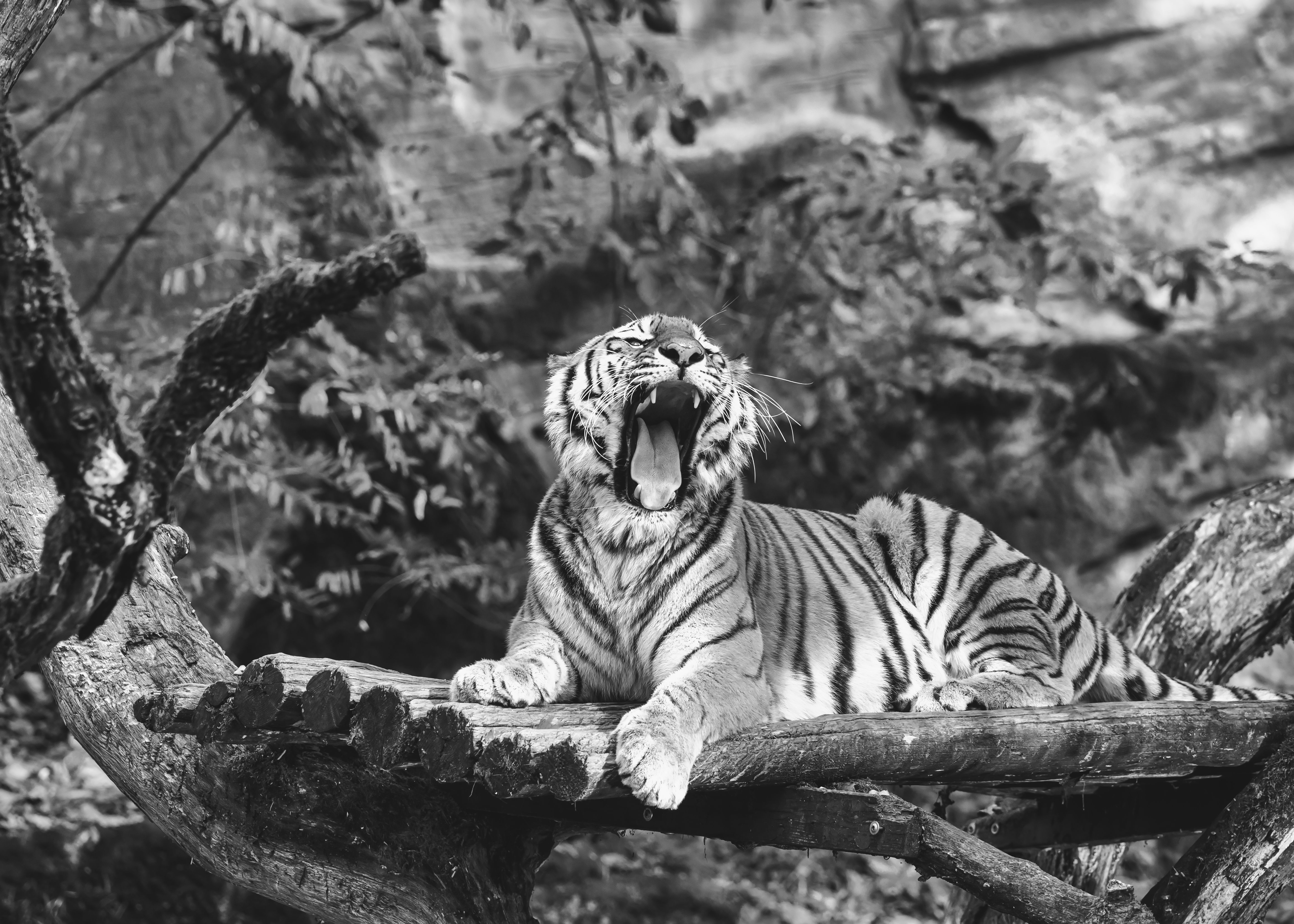 Black and White Photo of a Yawning Tiger Lying on a Wooden Platform at ...