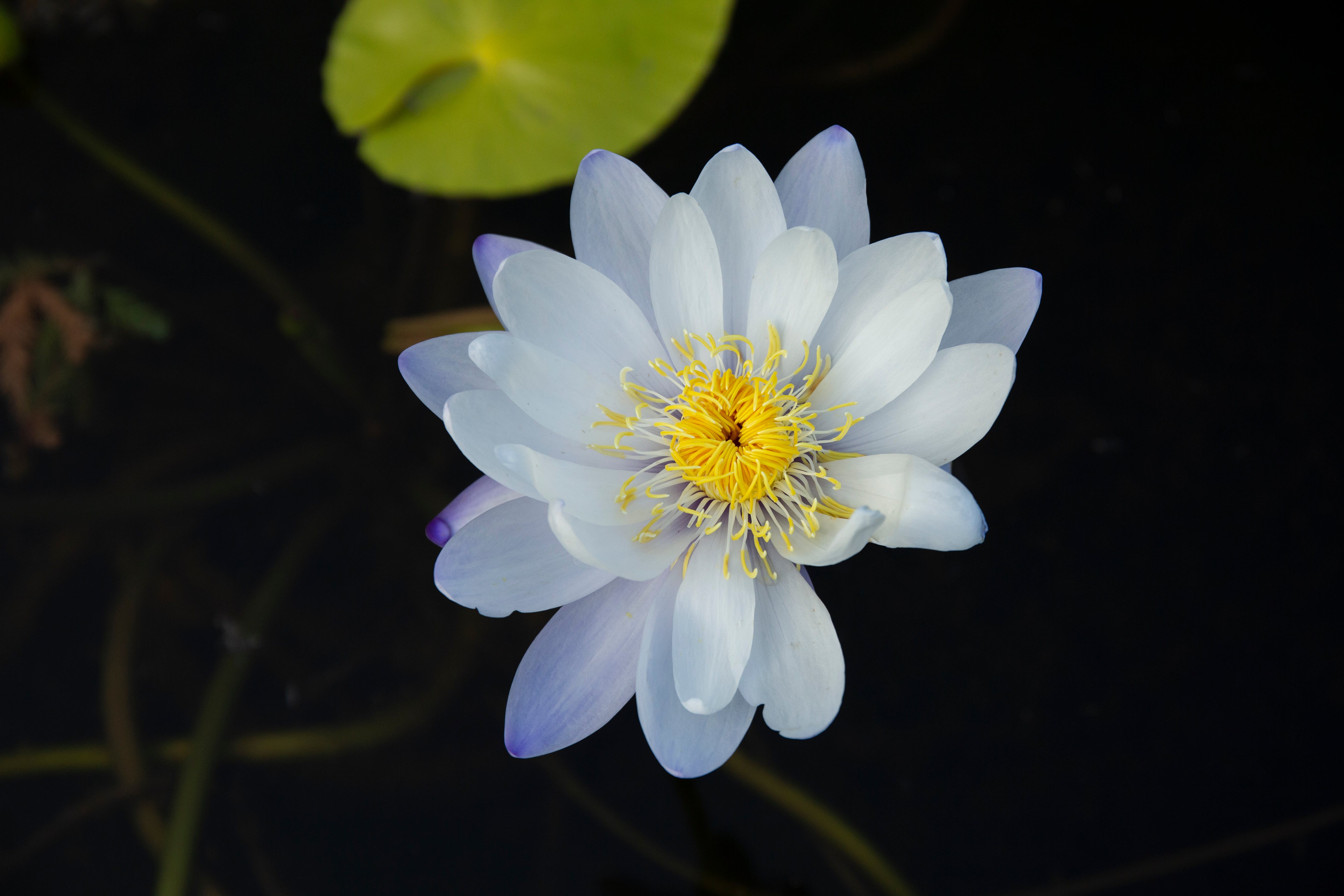 White Water Lily Photos, Download The BEST Free White Water Lily Stock ...
