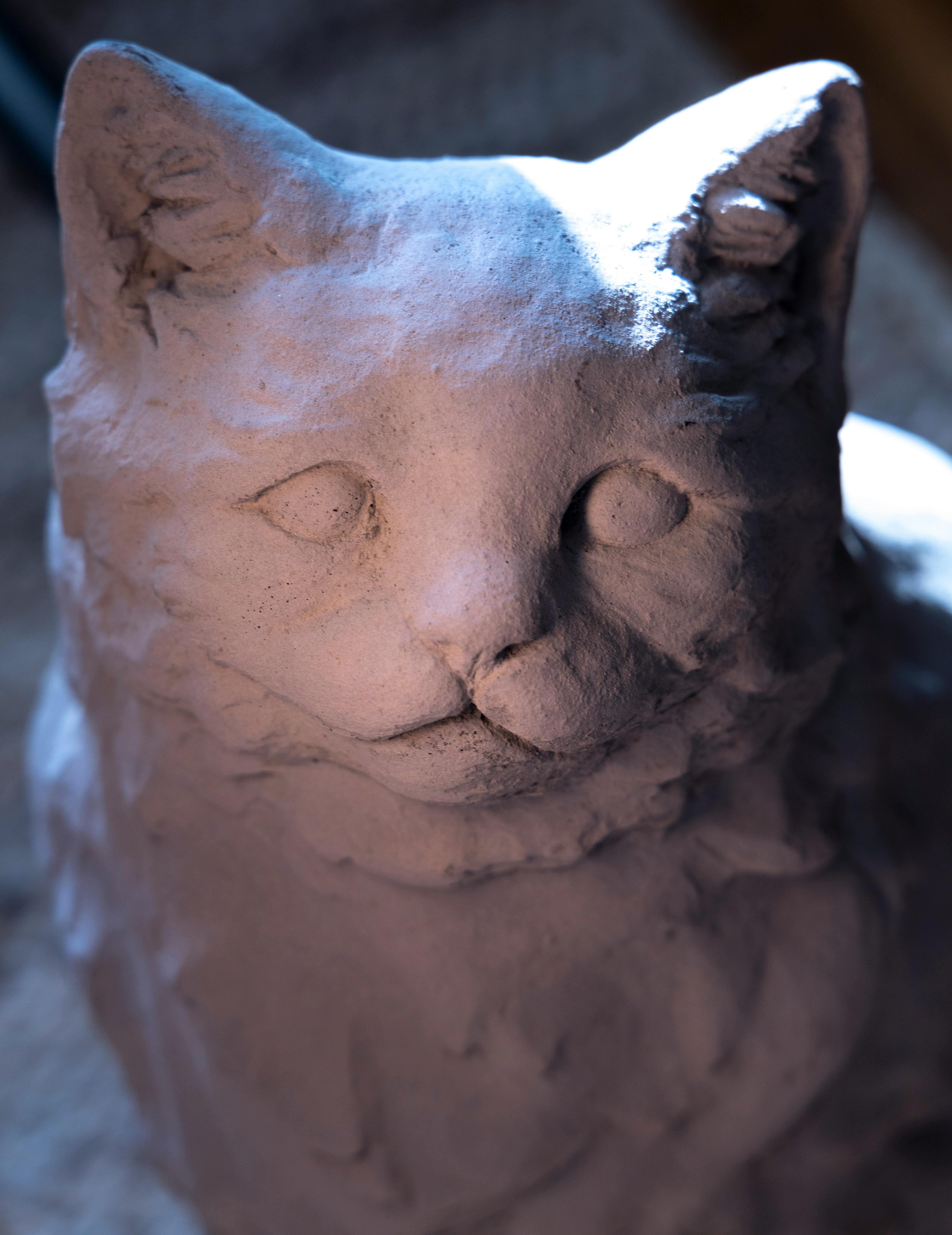 Fake Cat Photos, Download The BEST Free Fake Cat Stock Photos & HD Images