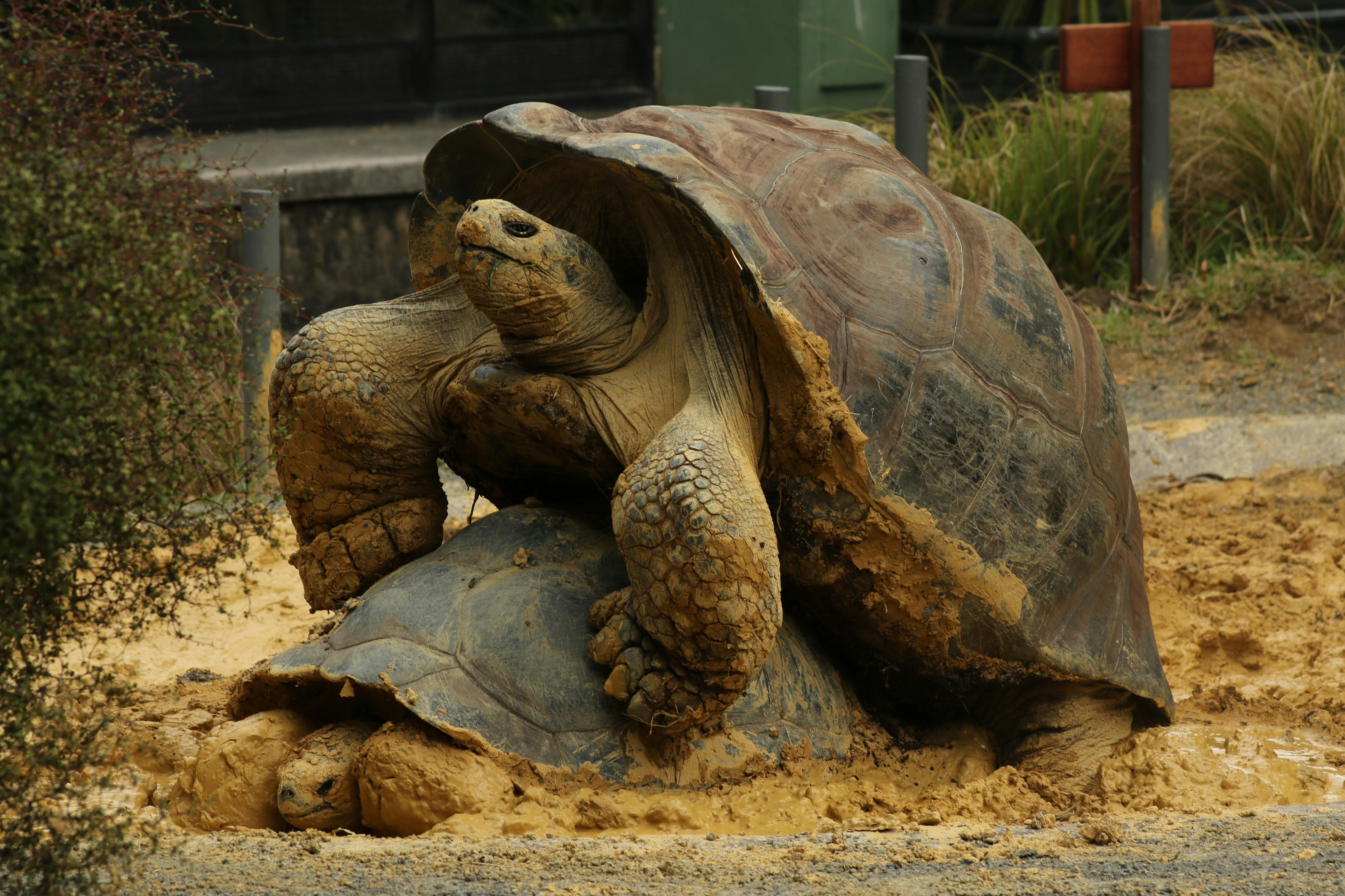 Turtles Mating in Zoo · Free Stock Photo