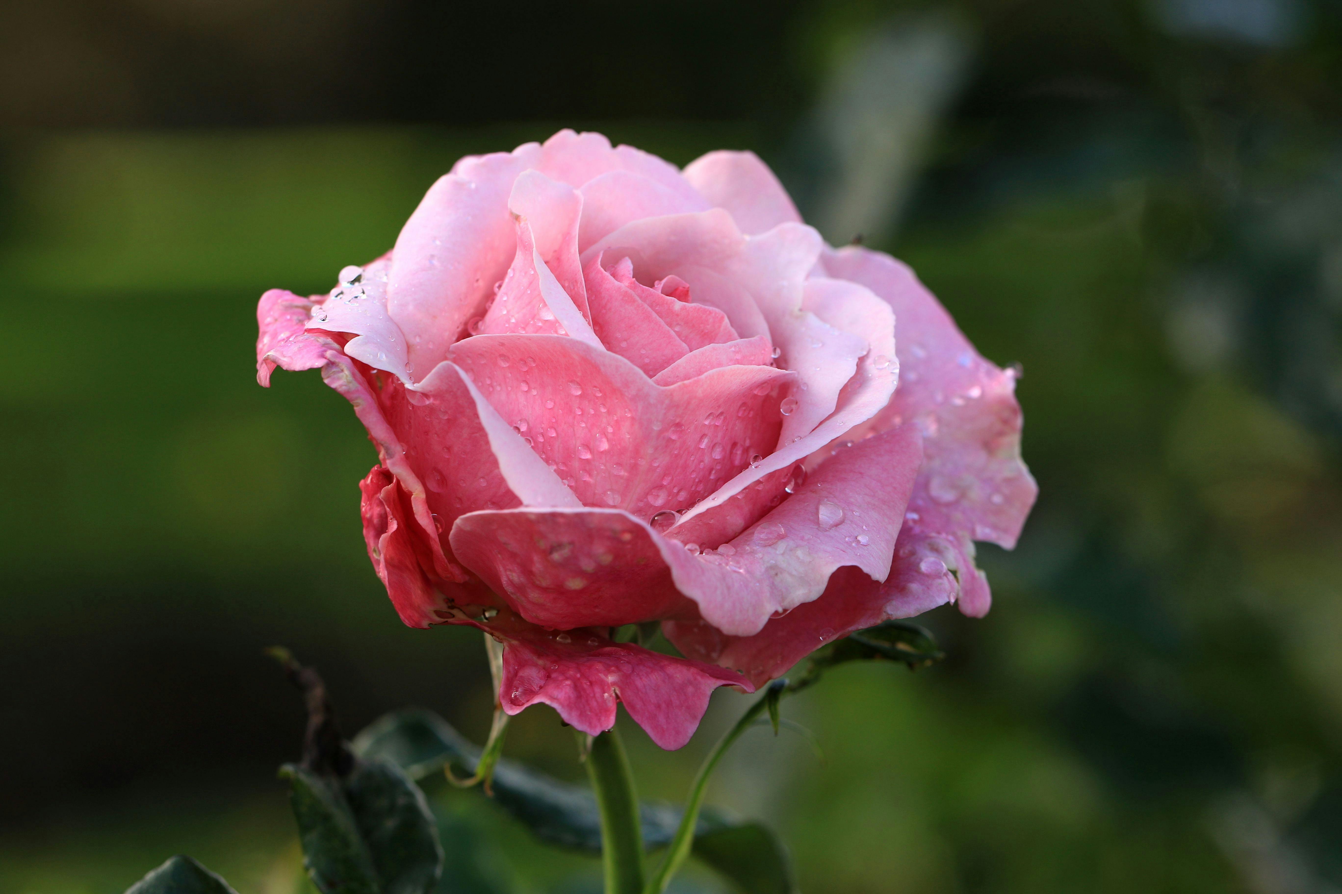 Foto de stock gratuita sobre amor, belleza, bokeh, botánica, de cerca ...
