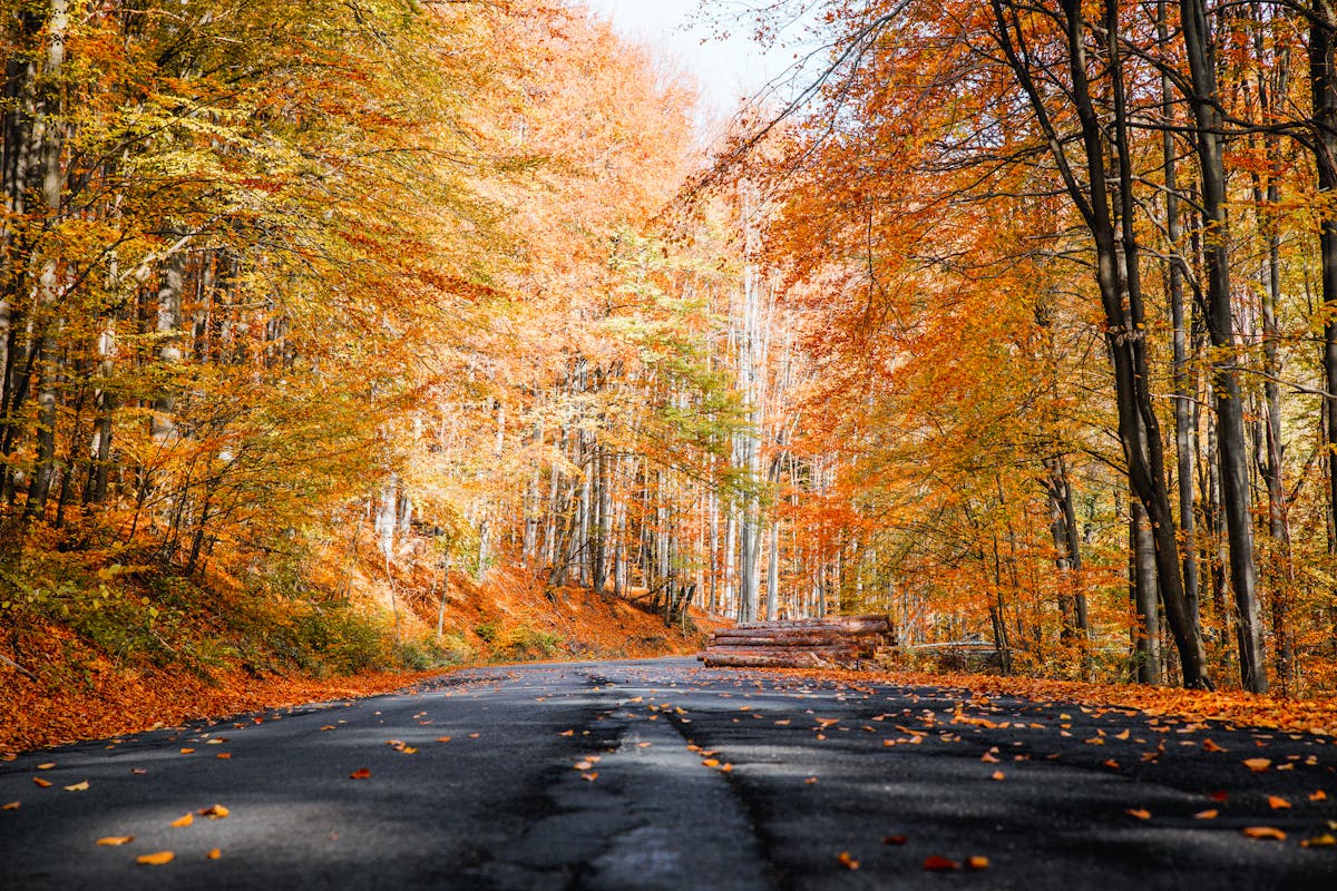 Fall Foliage Photos, Download The BEST Free Fall Foliage Stock Photos ...