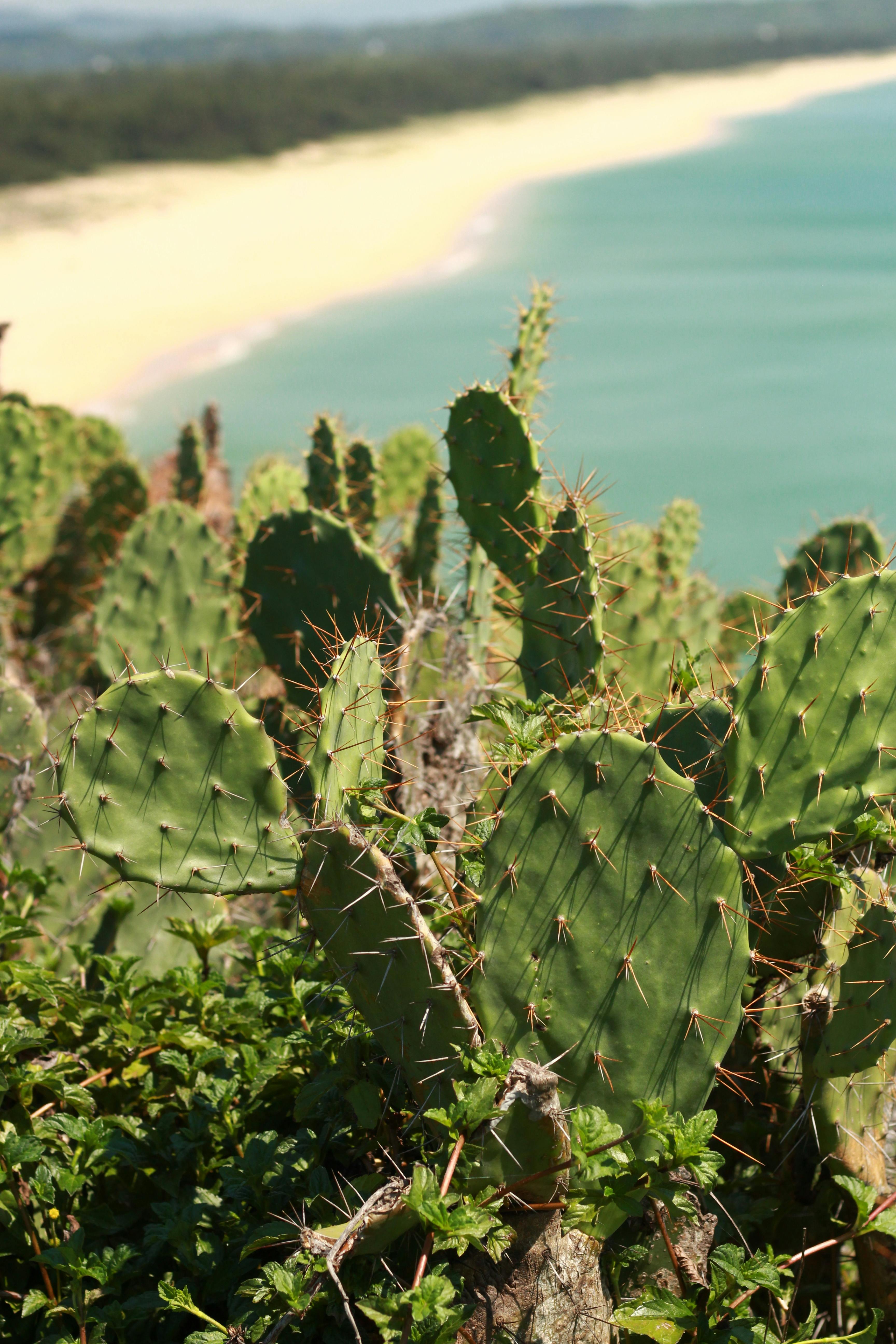 Cacti with Sandy Beach in Background · Free Stock Photo