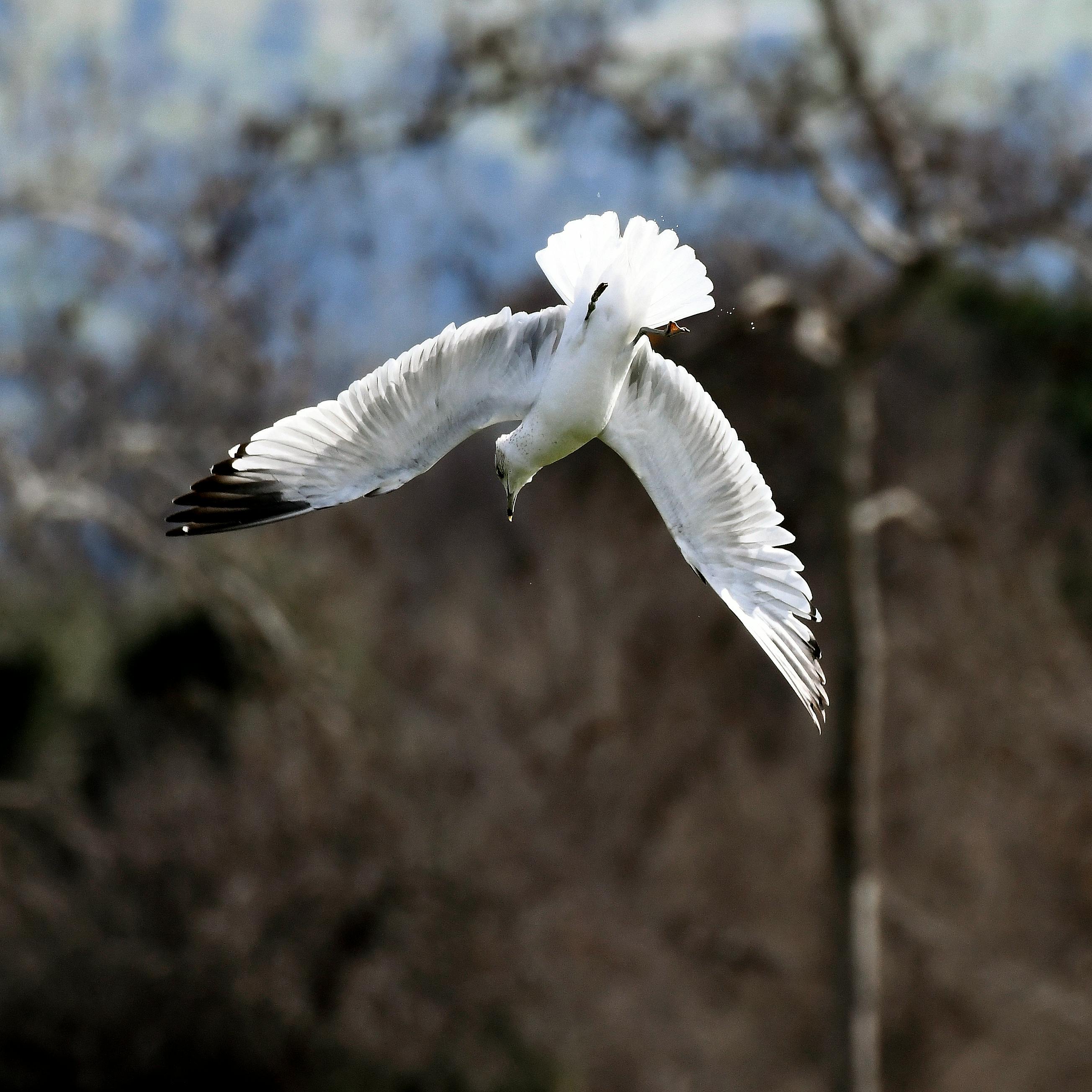 White Bird Flying Under Blue Sky · Free Stock Photo