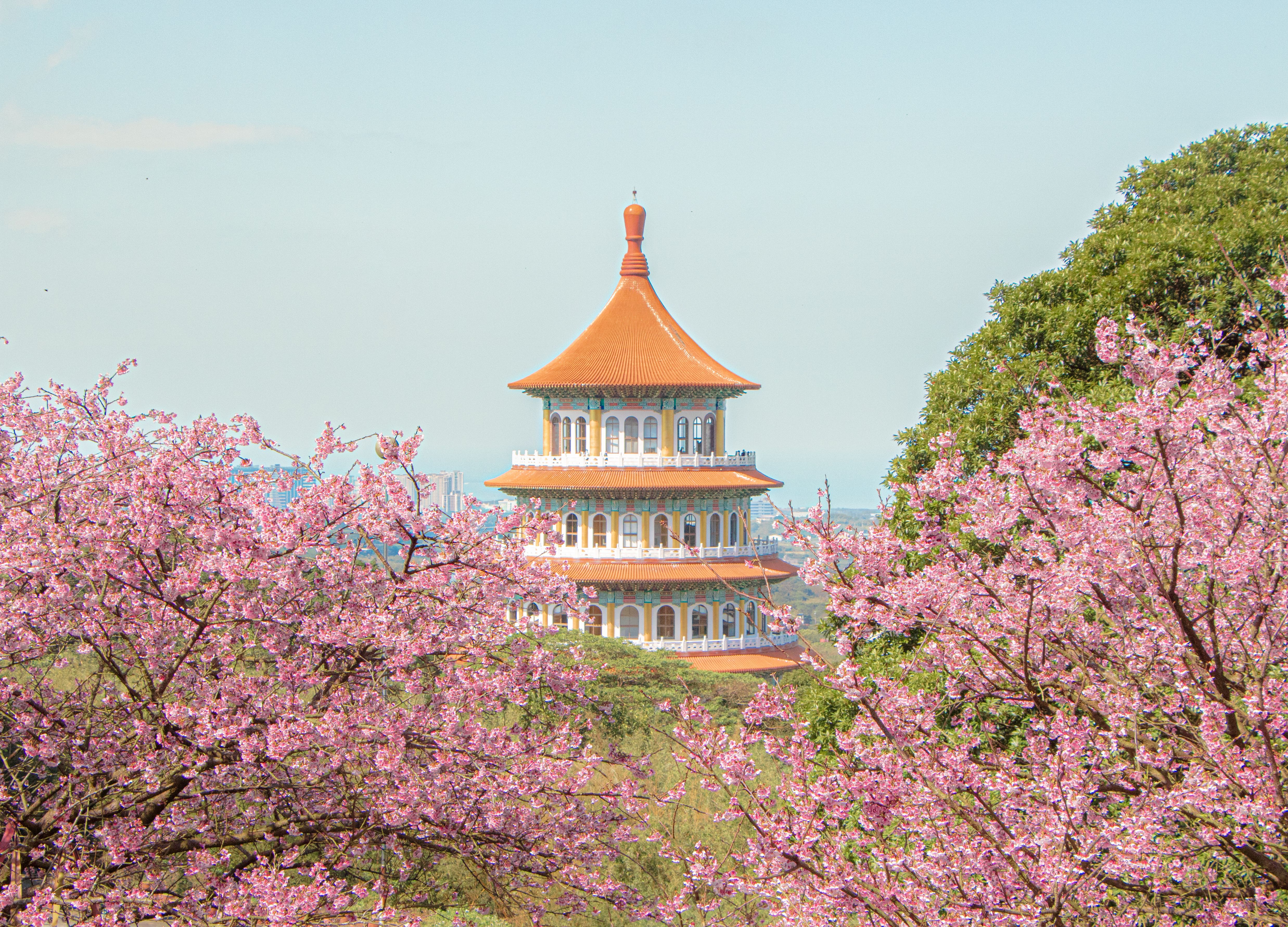 Pink Trees Against Pagoda Free Stock Photo