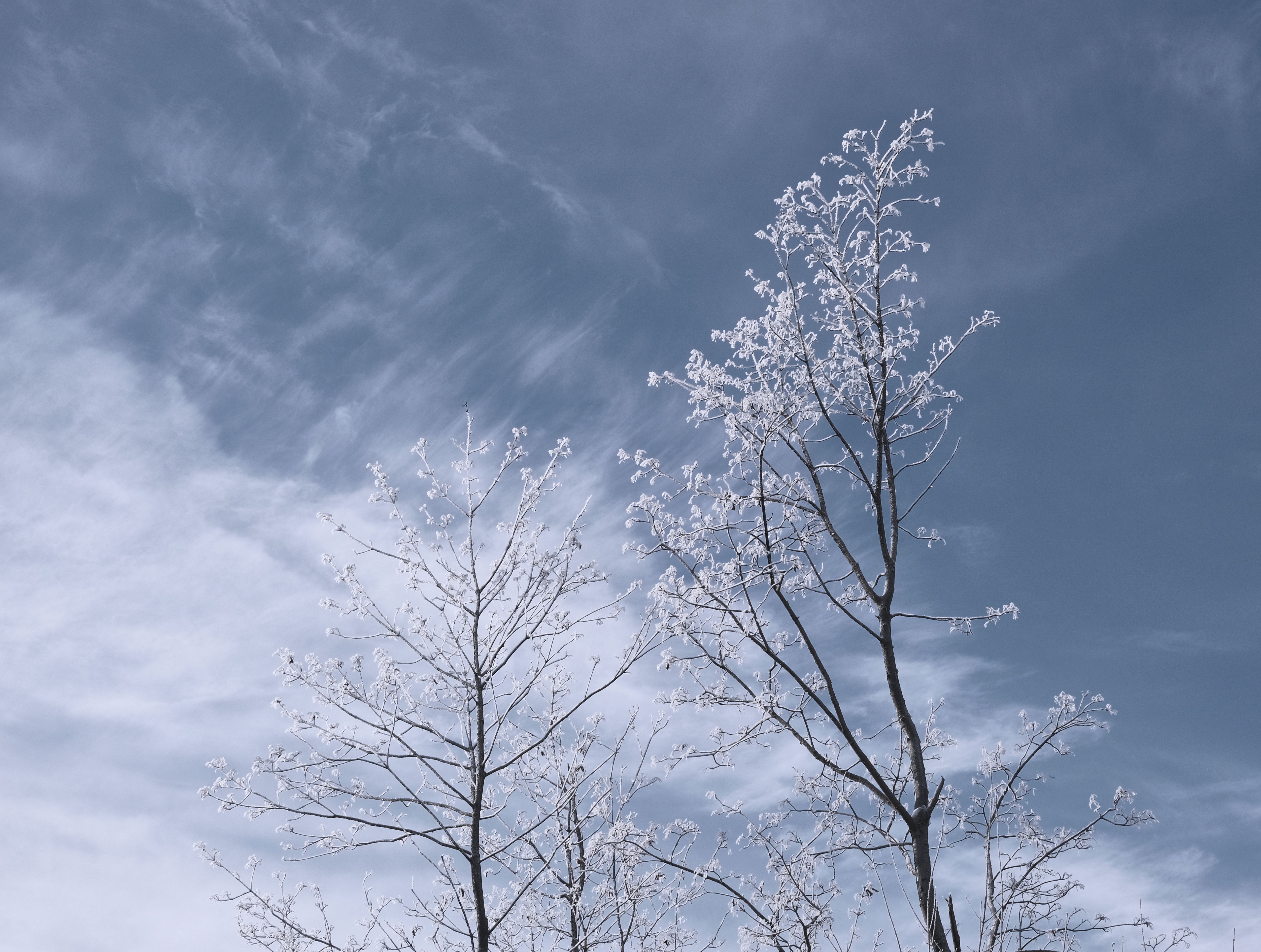 Barren Branches in Snow · Free Stock Photo