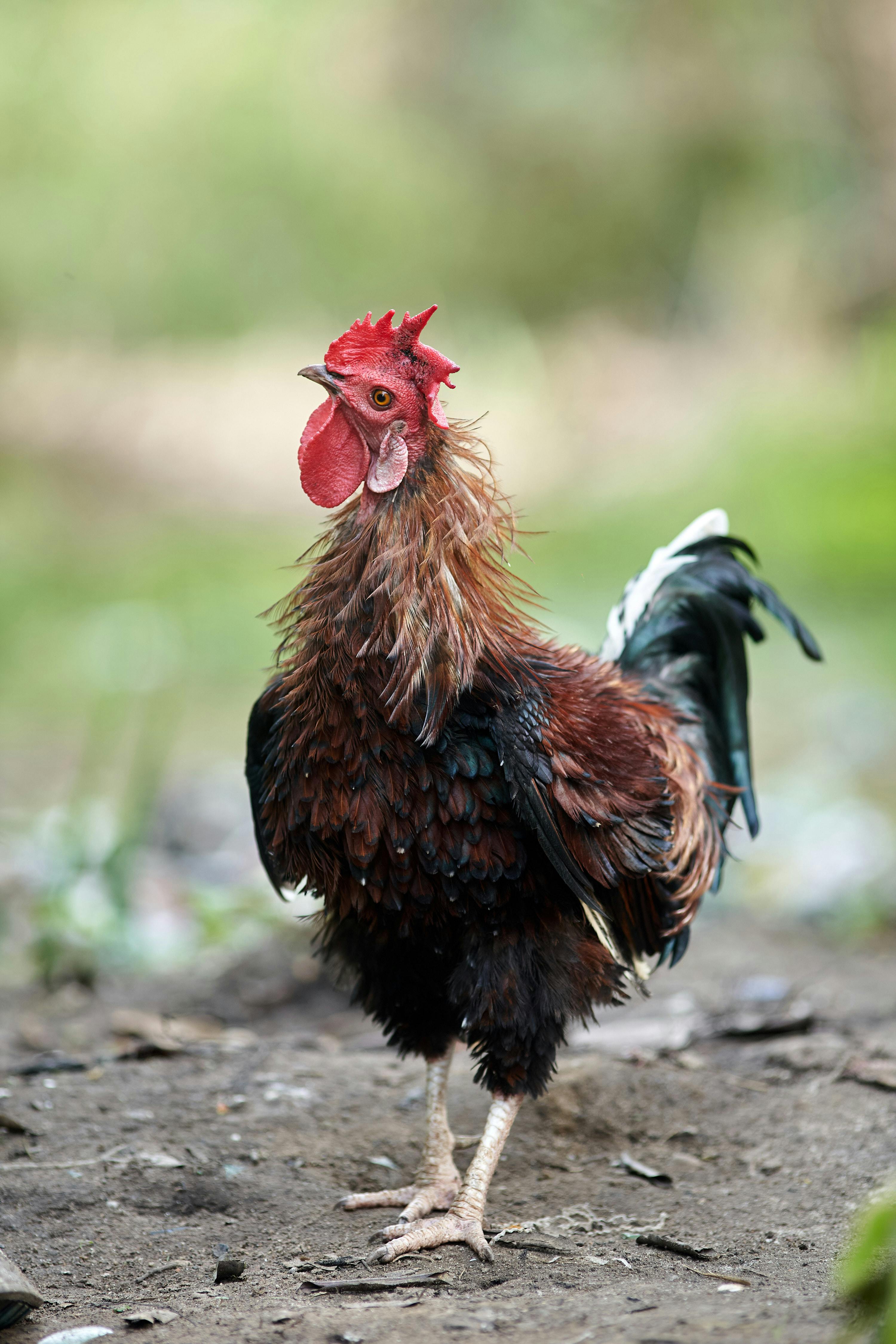 Cockerel on Soil · Free Stock Photo