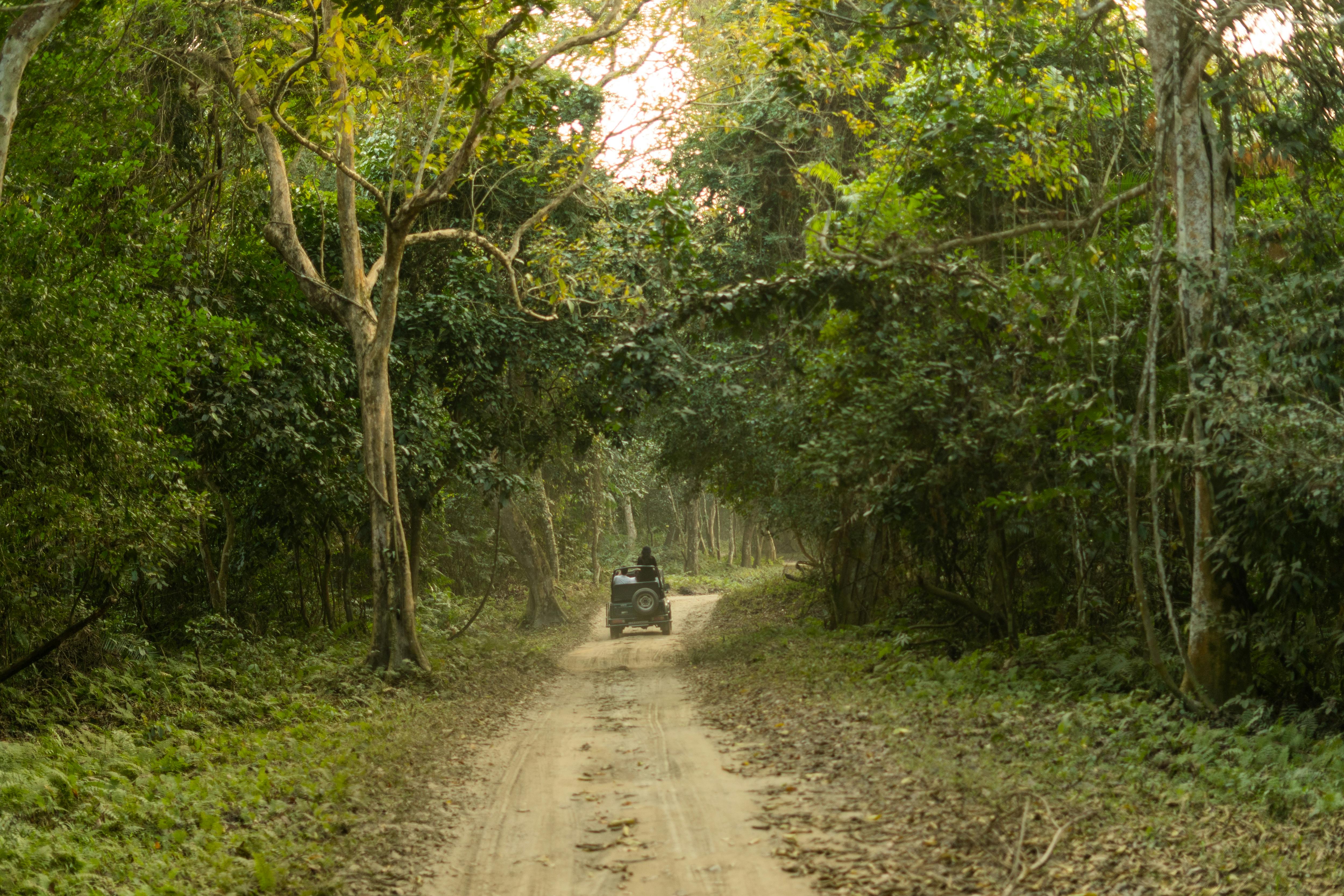 An Off Road Car on the Road in the Forest · Free Stock Photo