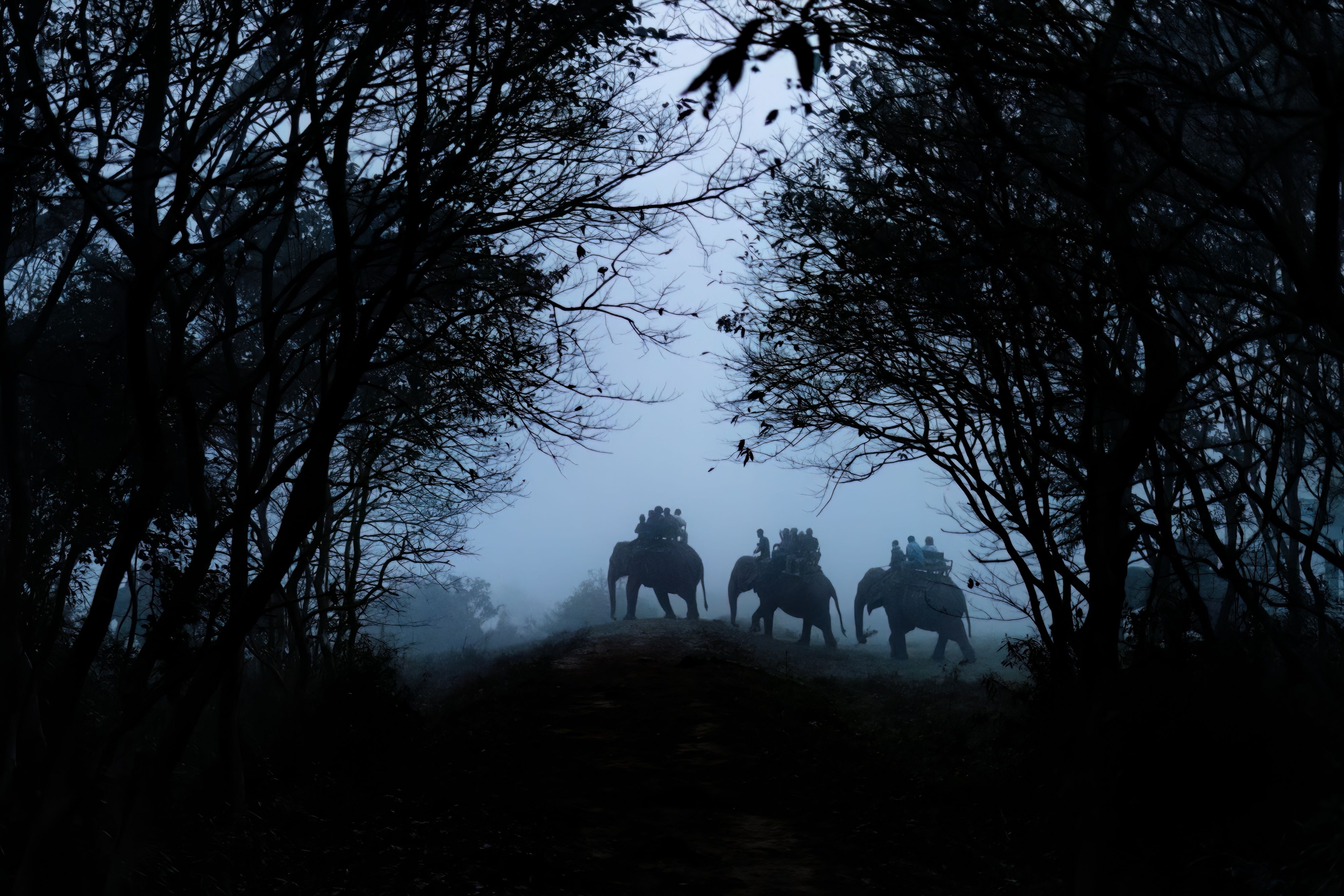 Silhouettes of Elephants Carrying People through Forest · Free Stock Photo